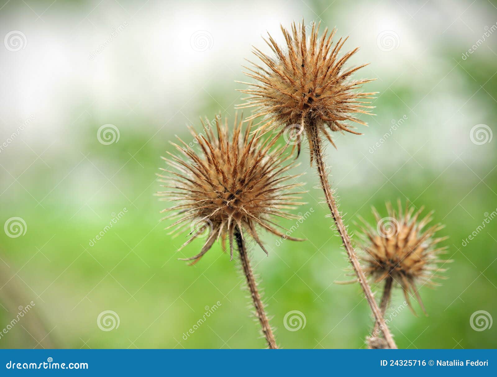 Dry Thistle stock photo. Image of teasel, dead, sharp - 24325716