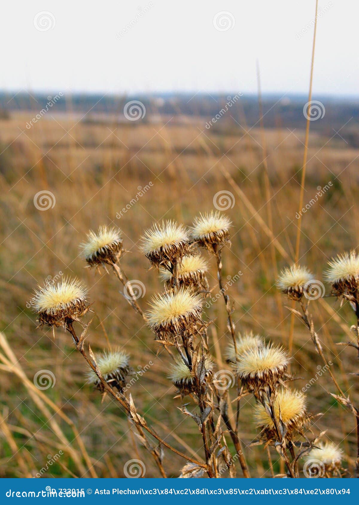 Dry thistle stock image. Image of meadow, brown, flower - 733015