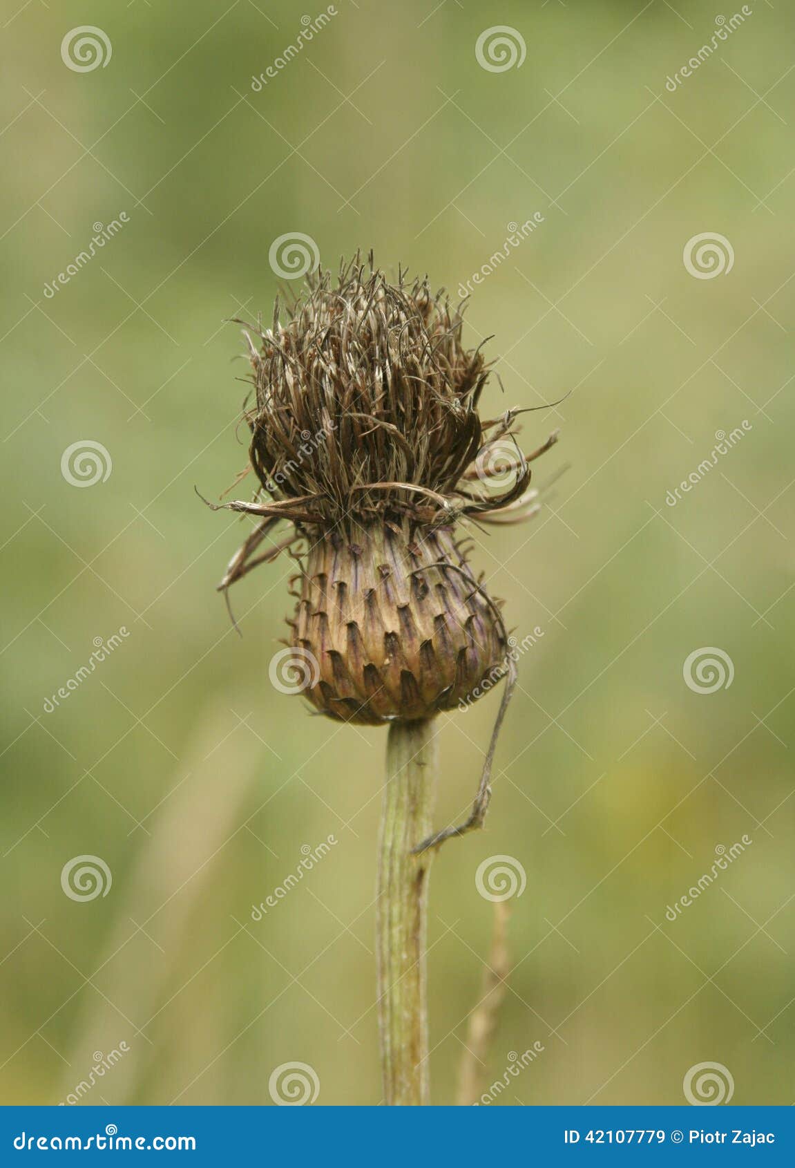 Dry thistle stock image. Image of flower, closeup, ecological - 42107779