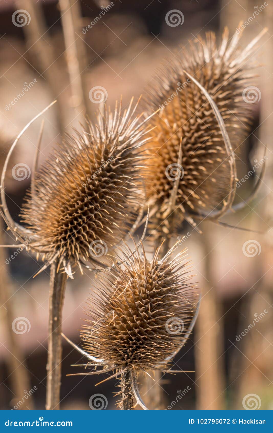 Dry thistle stock photo. Image of leaves, flower, environment - 102795072