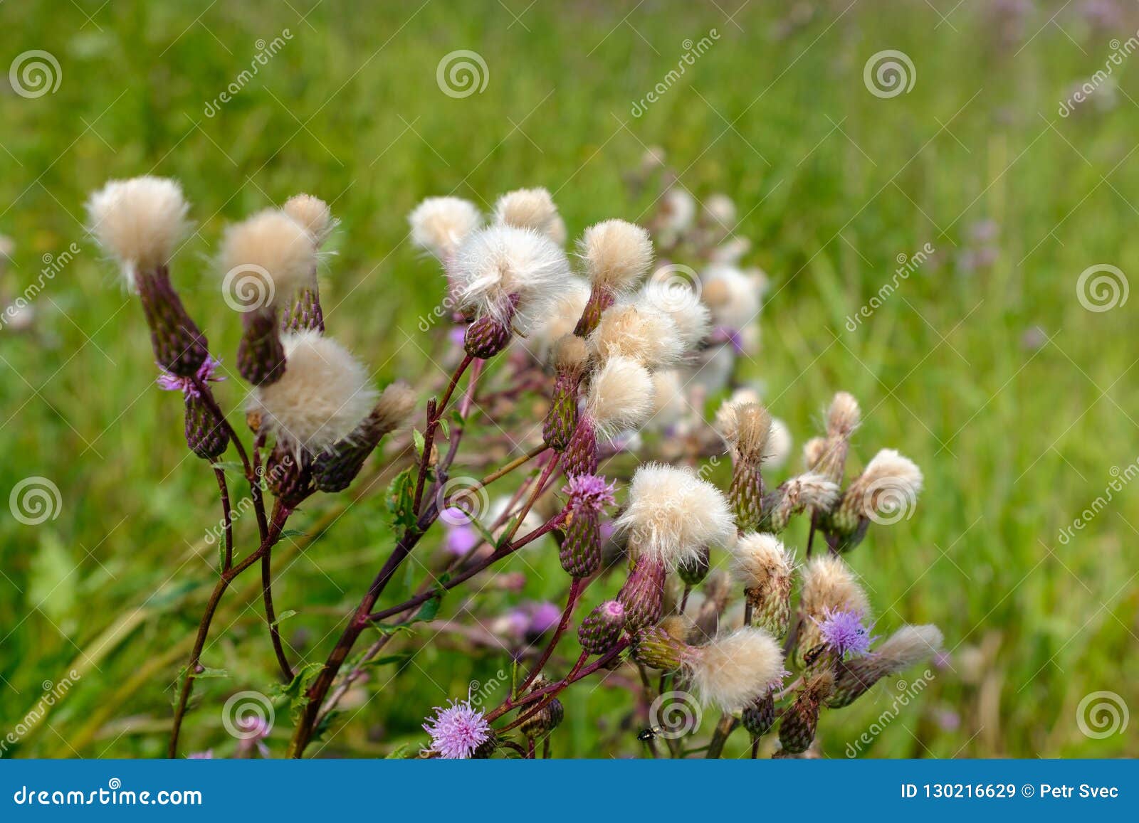 Dry thistle in fall stock image. Image of thistle, bloom - 130216629