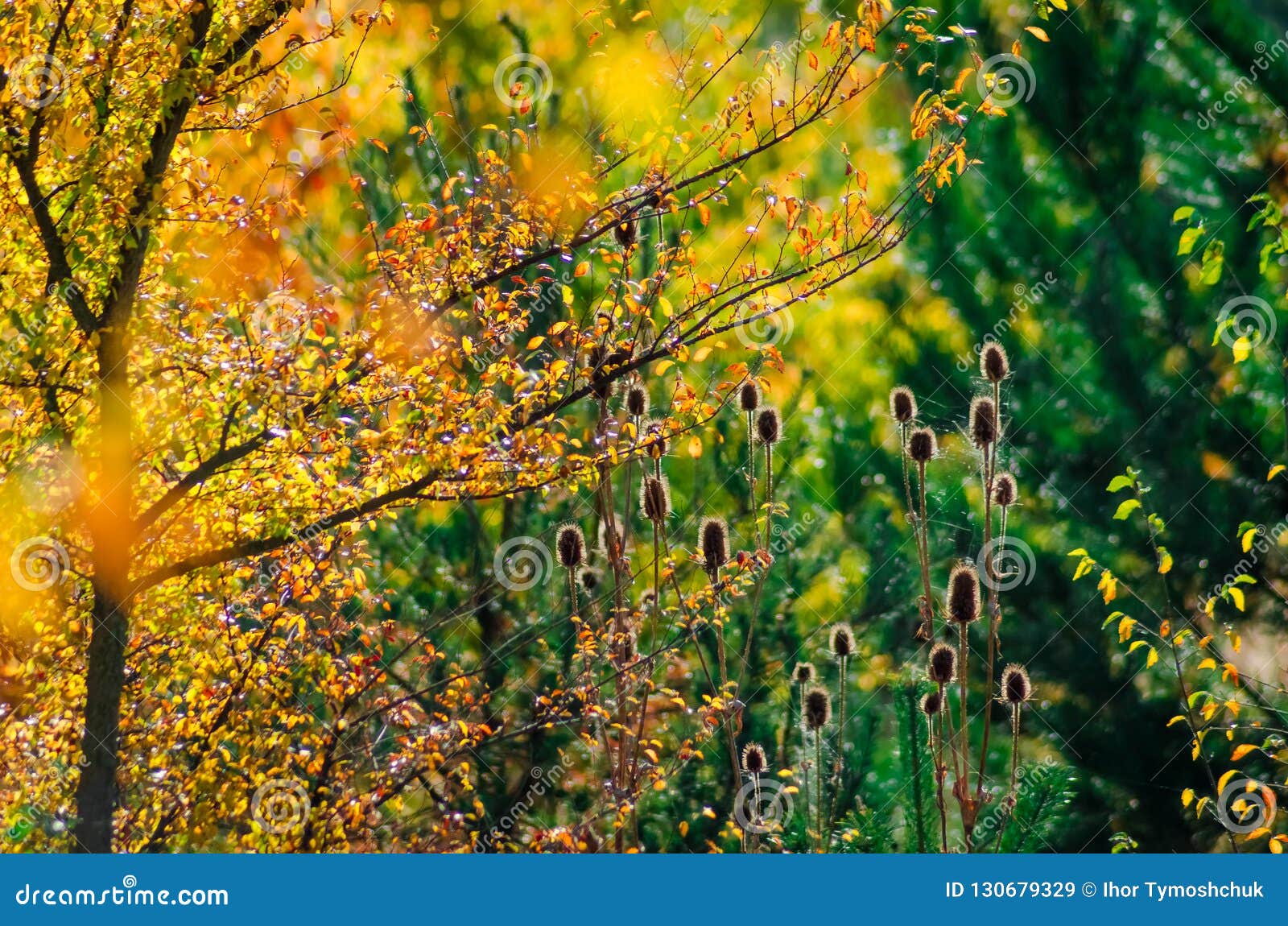 Dry Thistle in the Fall Foliage Stock Image - Image of dried, flora ...