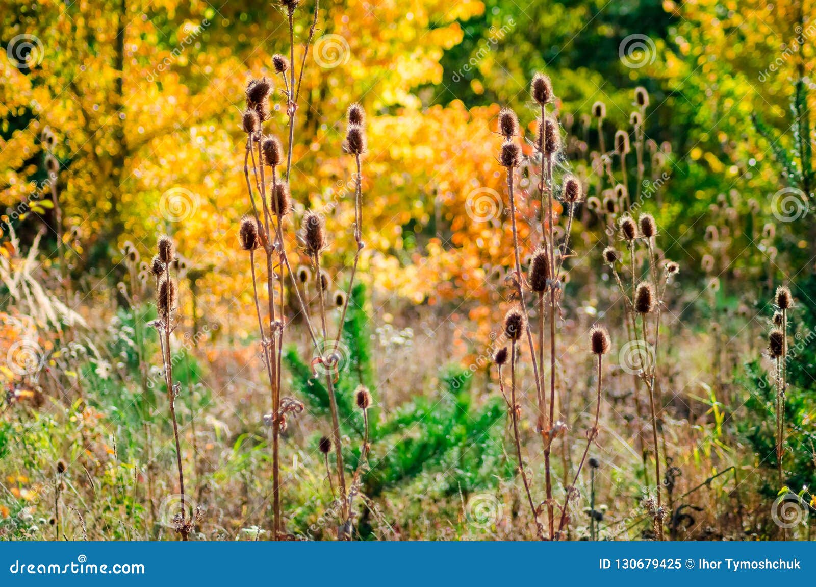 Dry Thistle in the Fall Foliage Stock Image - Image of park, outdoor ...