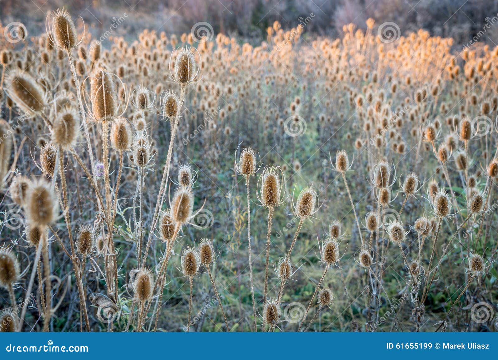 Dry Thistle Field at Fall Sunset Stock Image - Image of flower, thistle ...