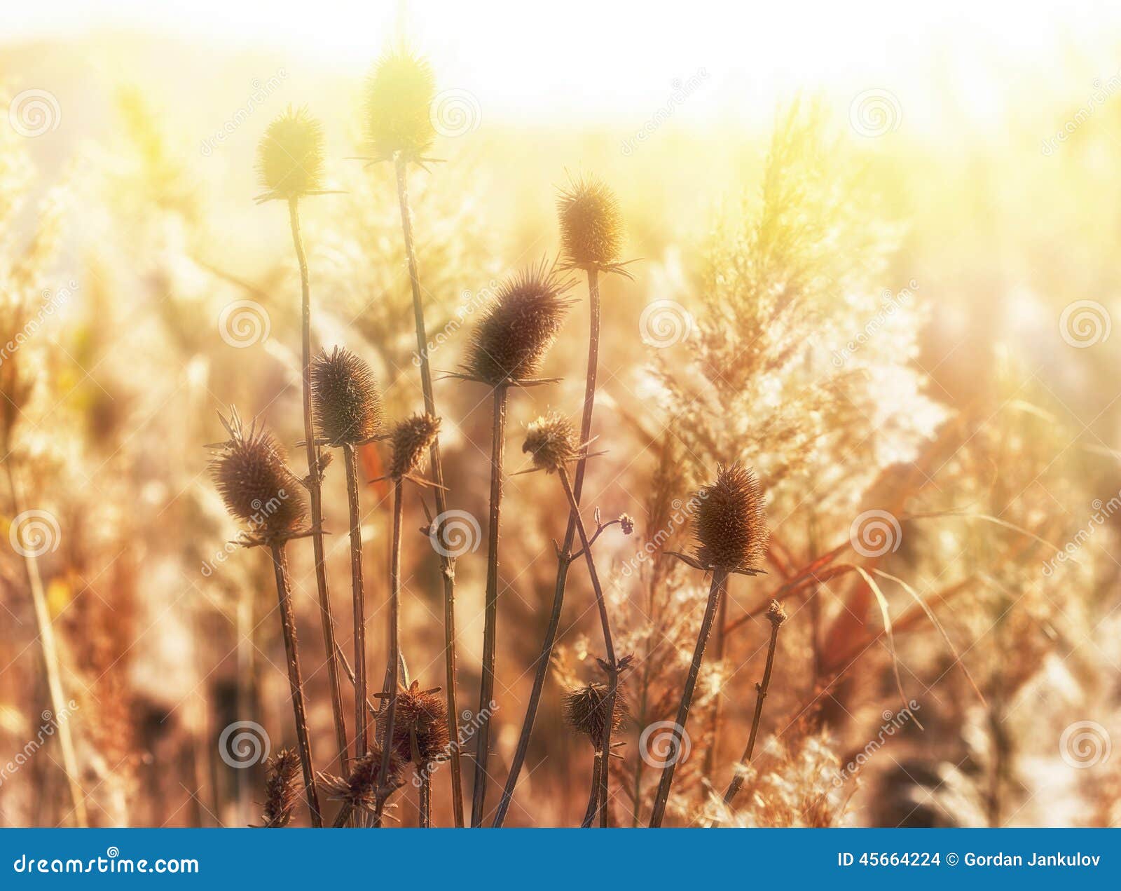 Dry thistle in meadow stock photo. Image of meadow, burdock - 45664224