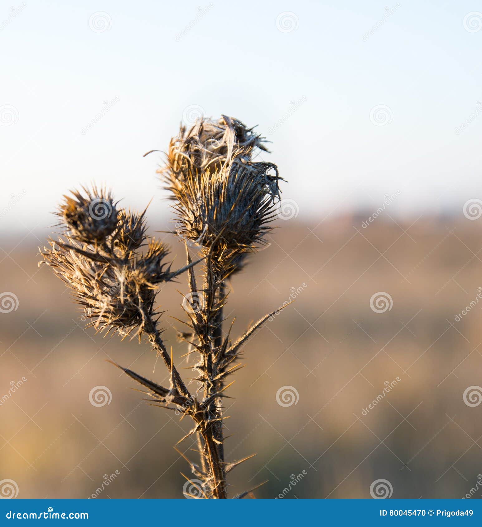 Dry thistle stock photo. Image of closeup, nature, field - 80045470