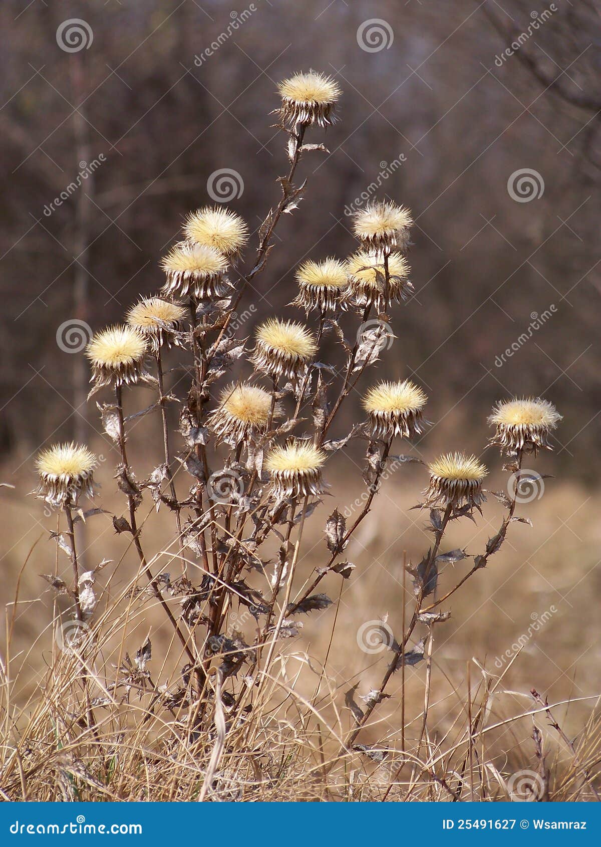 Dry thistles stock image. Image of stalks, garden, yellow - 25491627