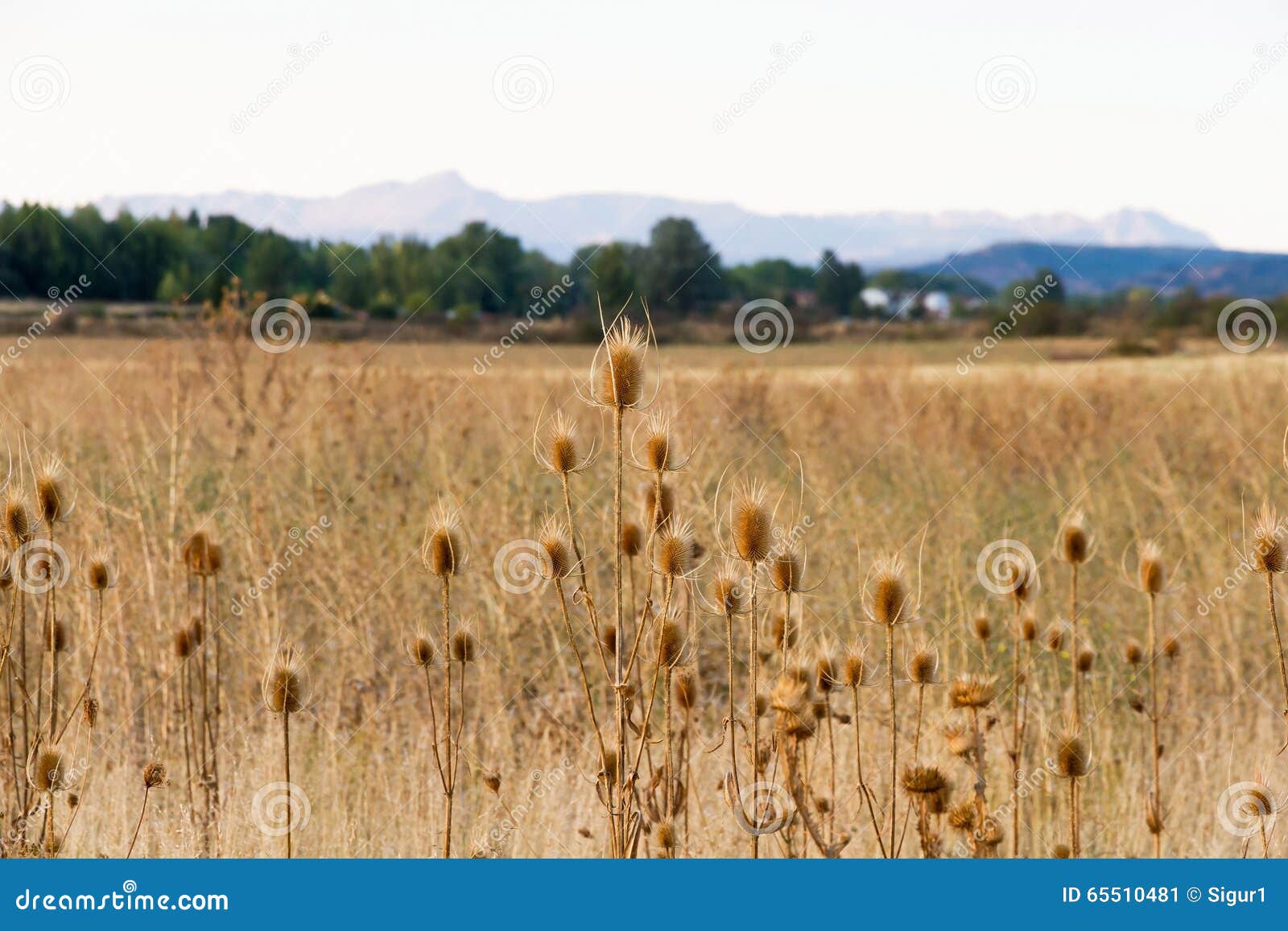 Dry Thistles on Landscape Defocused Stock Image - Image of brown ...