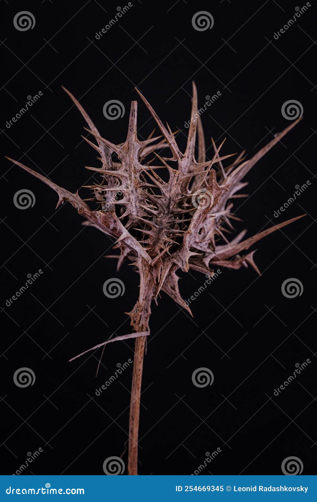 A Dry Thorn on a Black Background Stock Image - Image of wallpaper ...