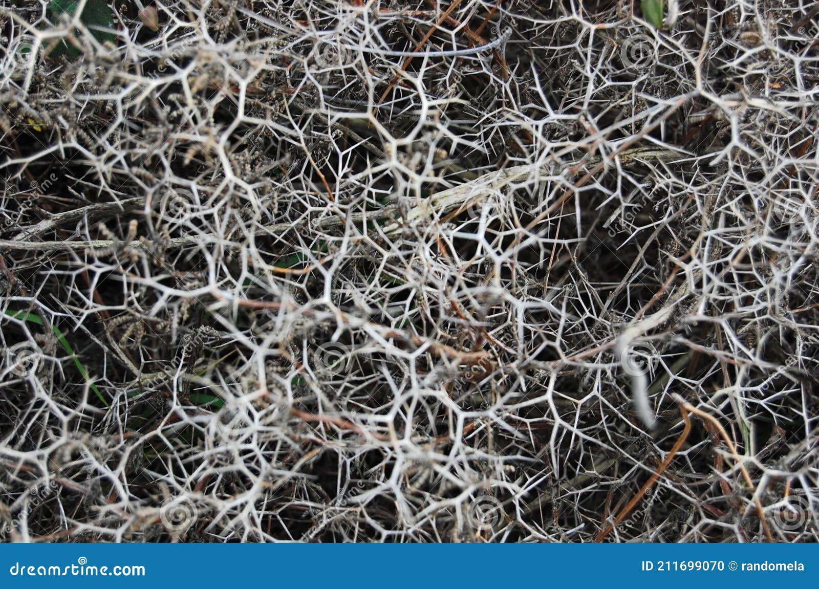 Dry Thorn Bush Background stock photo. Image of dark - 211699070
