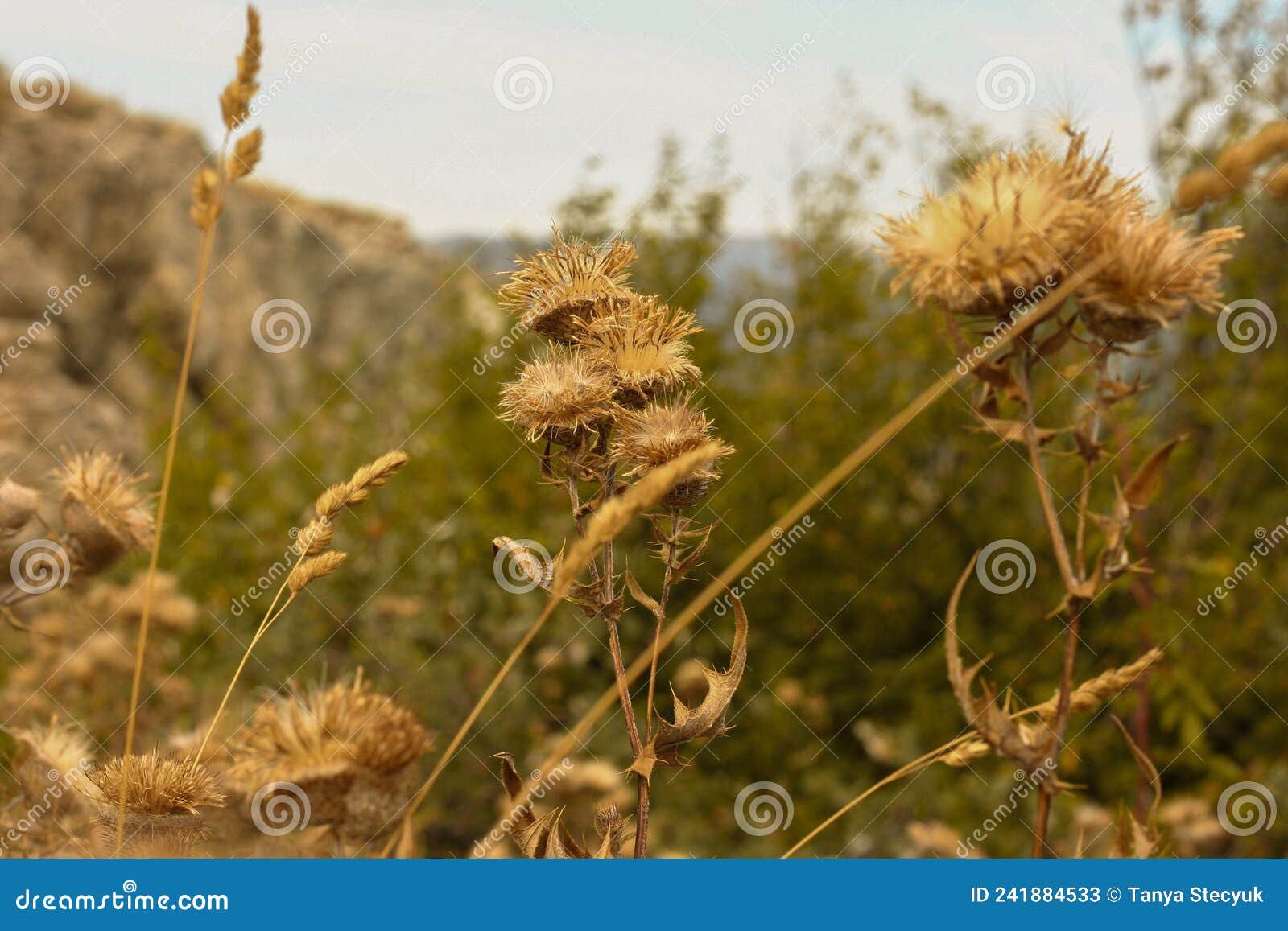Dry Thorns on a Background of Green Grass Stock Image - Image of ...