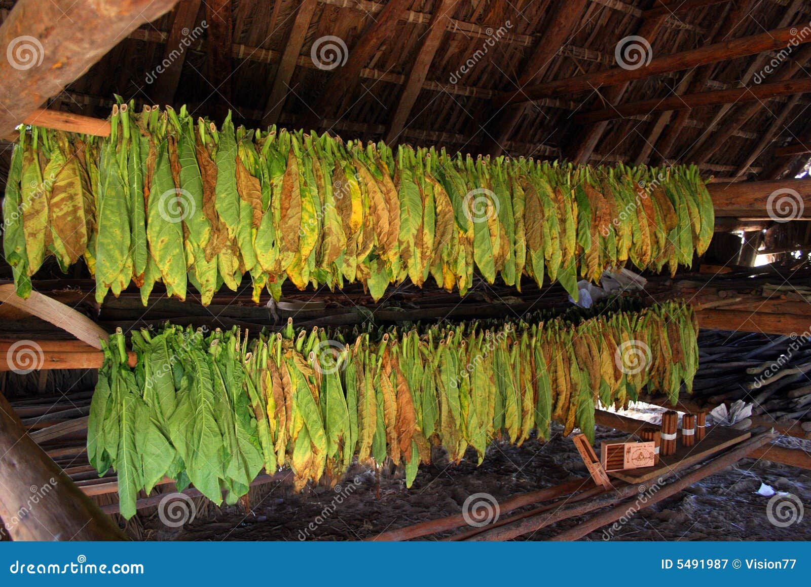 Dry tobacco leaves stock image. Image of farm, cigar, harvest - 5491987