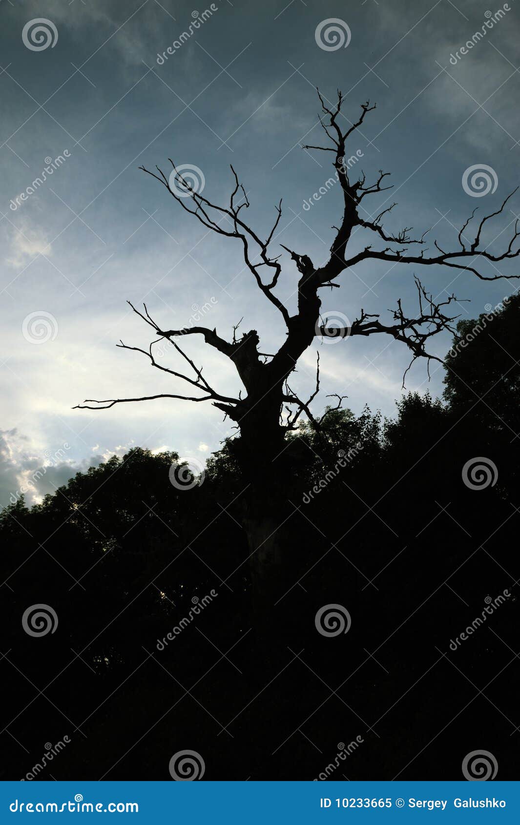 Dry tree stock image. Image of dead, park, climate, horizon - 10233665