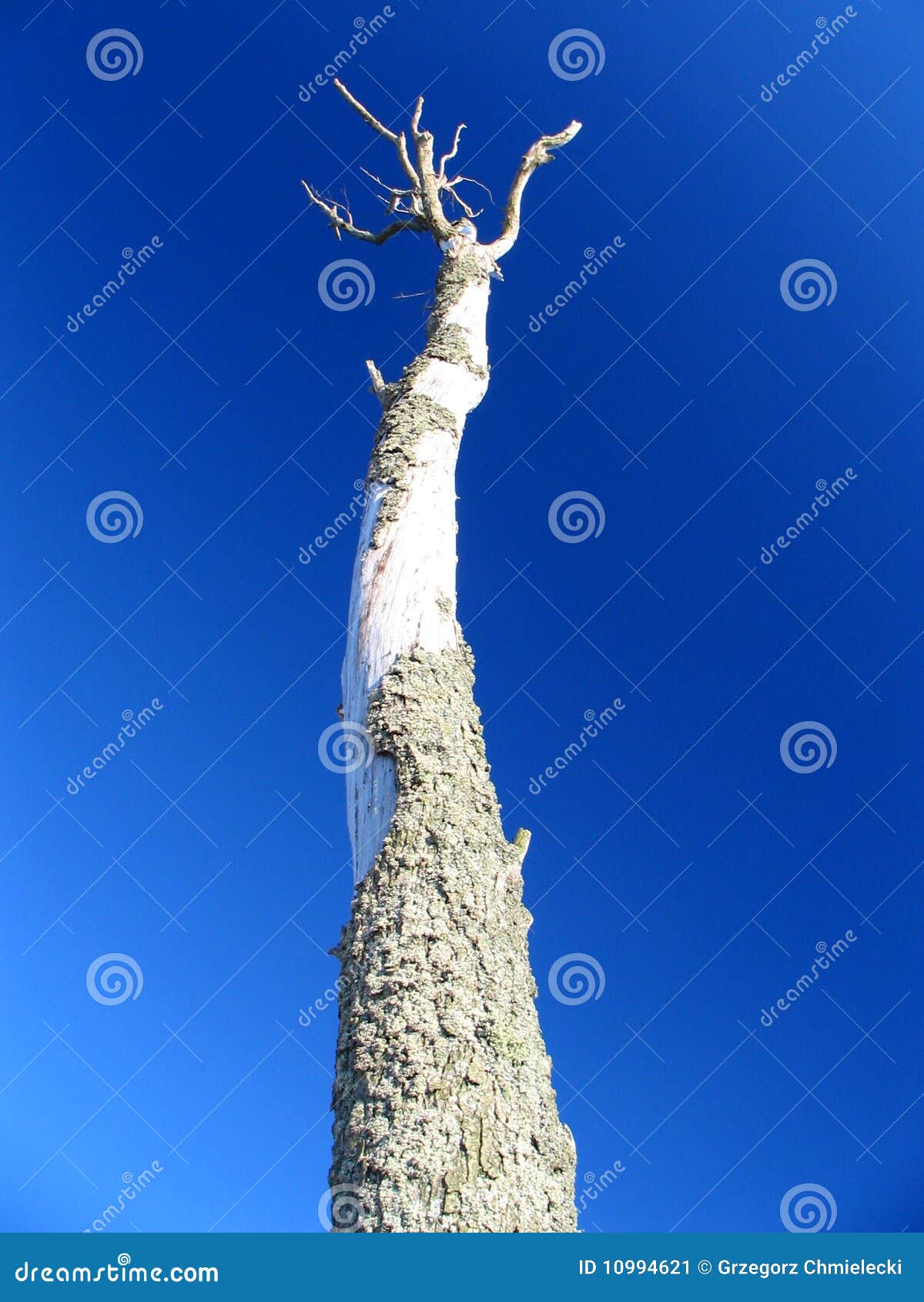 Dry tree stock image. Image of branch, wood, blue, tree - 10994621