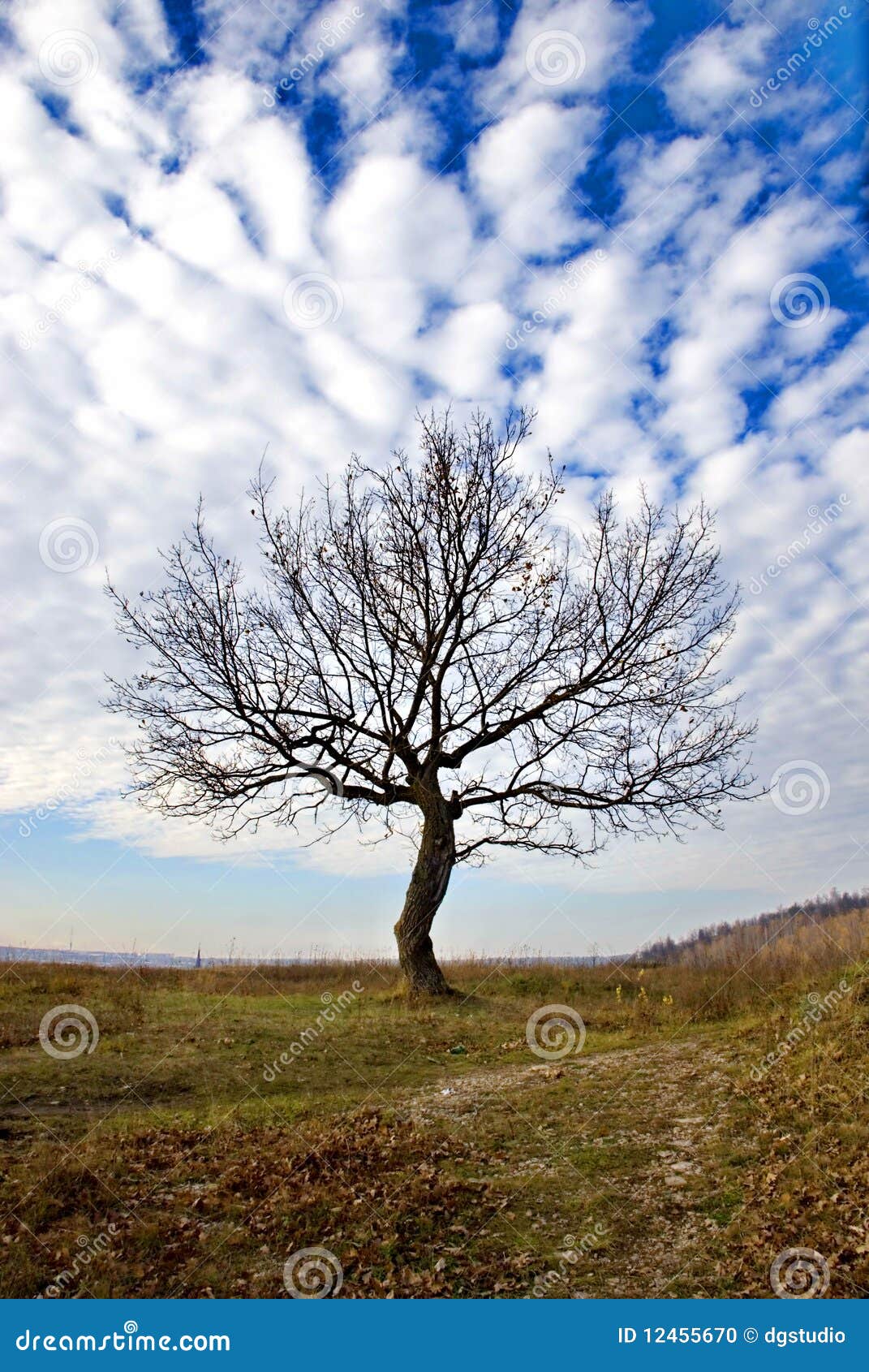 Fall stock photo. Image of ecologic, disease, celest - 12455670