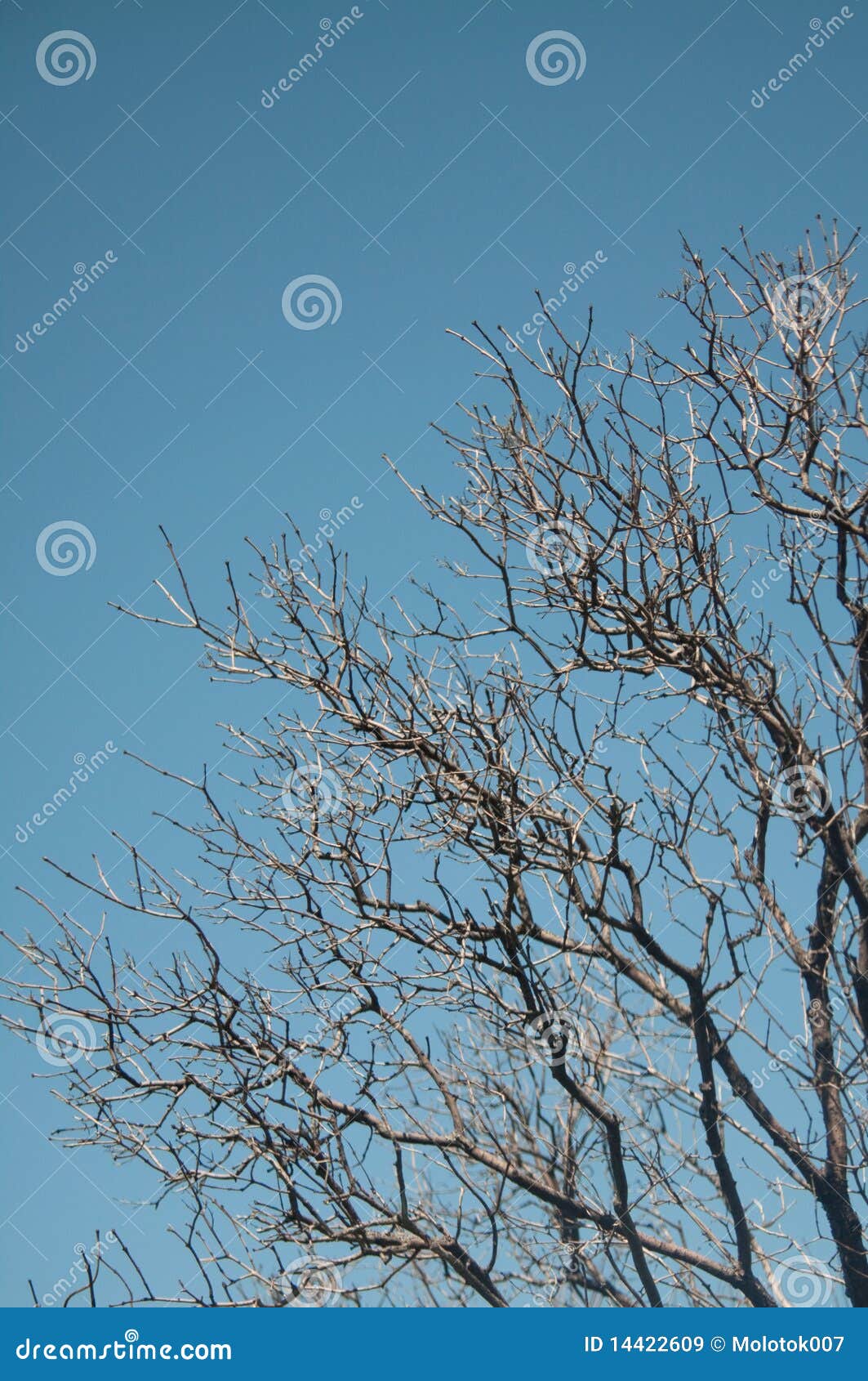 Dry tree stock image. Image of branches, brown, scene - 14422609