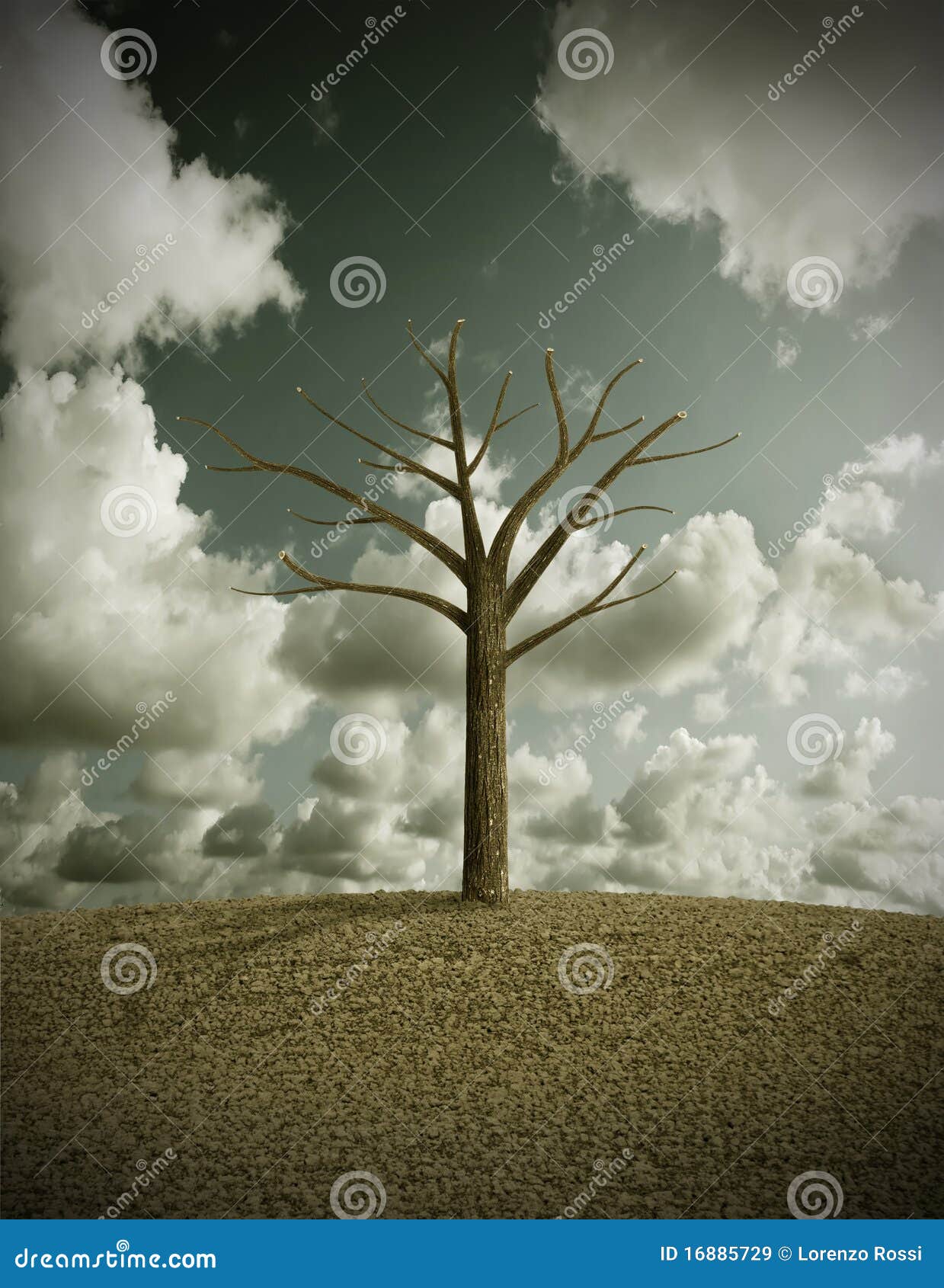 Dry tree stock image. Image of desert, sunlight, field - 16885729