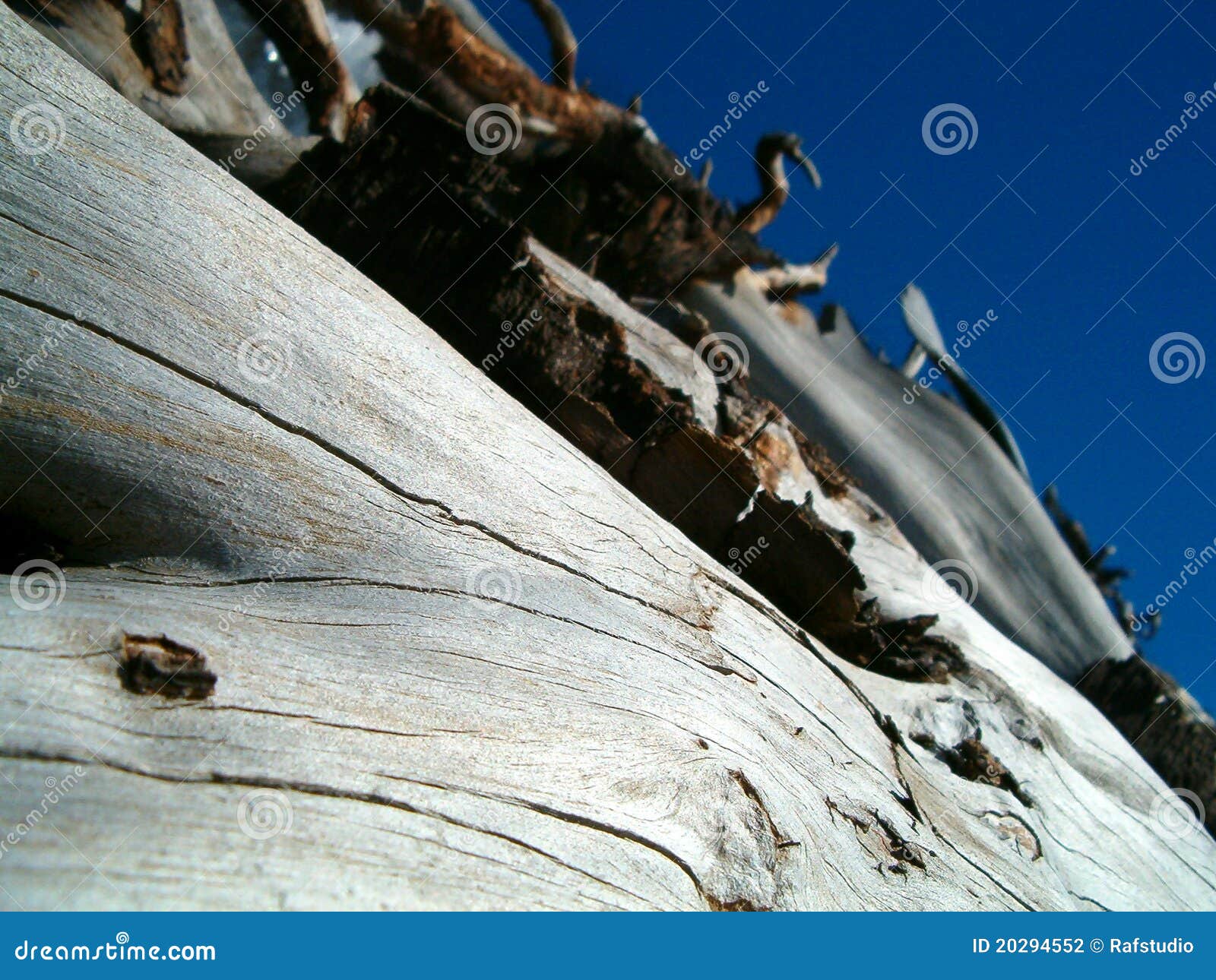 Old tree with knots. stock photo. Image of tree, skin - 20294552