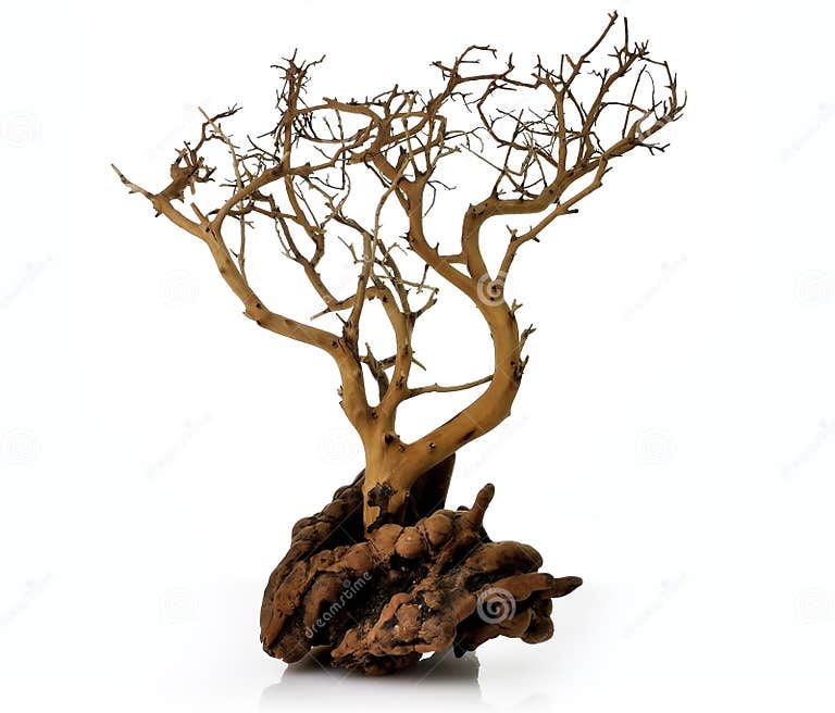 Dry tree stock photo. Image of silhouette, curved, dead - 20845184
