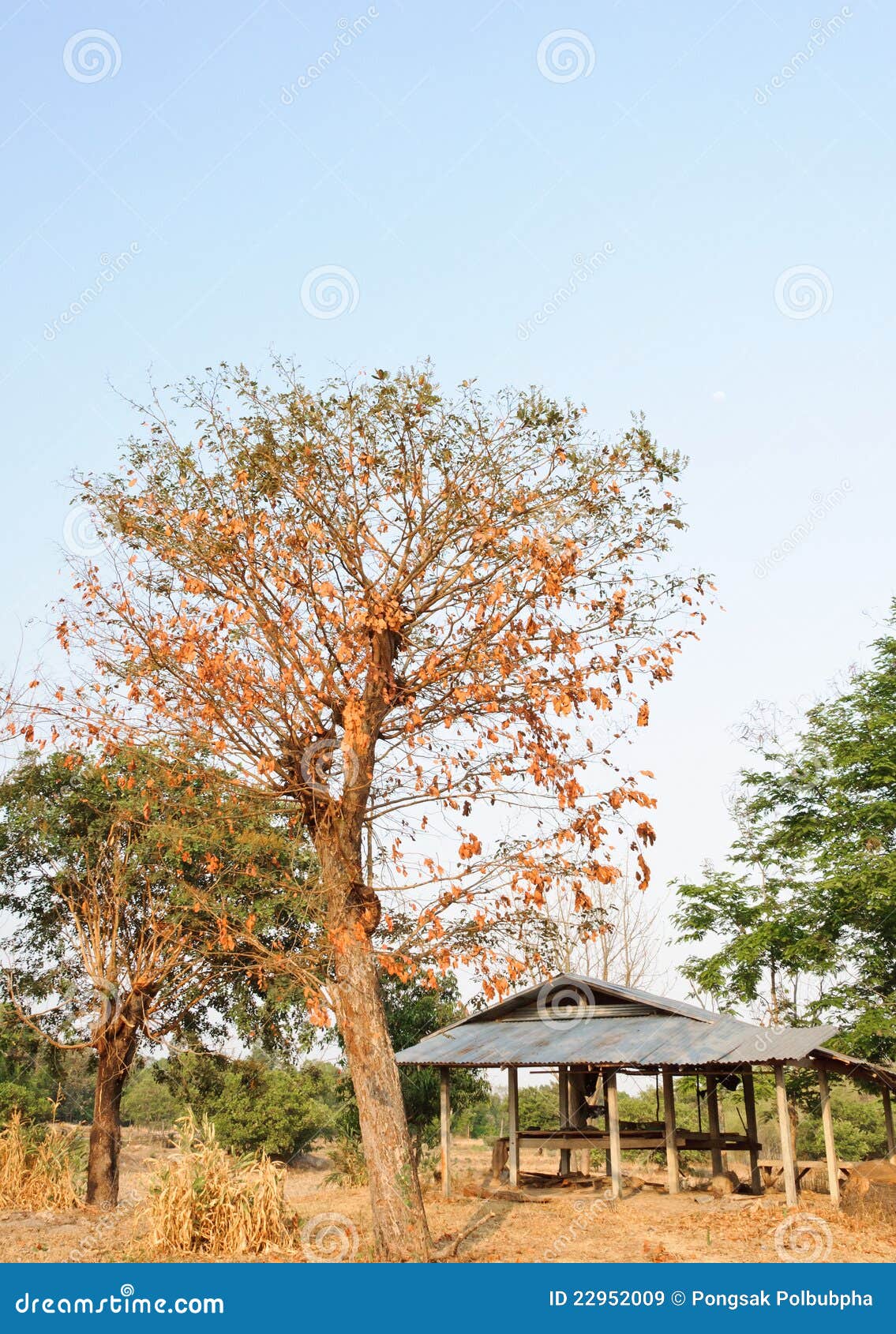 Dry tree stock image. Image of empty, meadow, paddy, home - 22952009