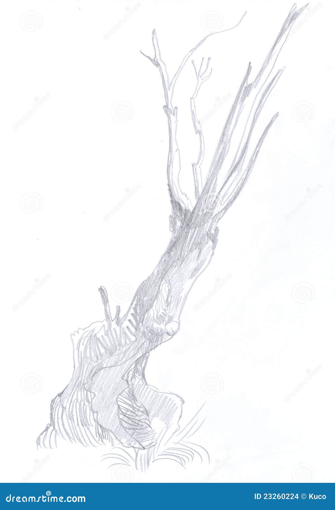 Dry tree stock illustration. Illustration of feature - 23260224
