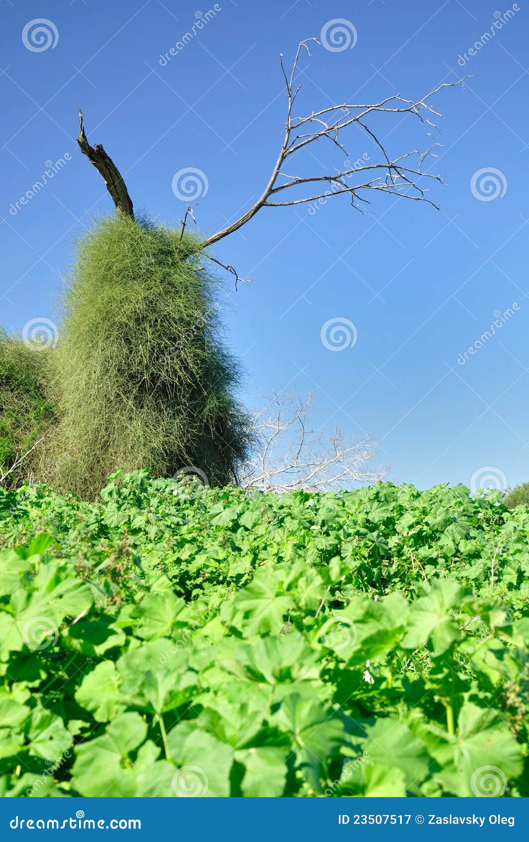 Dry tree. stock image. Image of dried, branch, field - 23507517