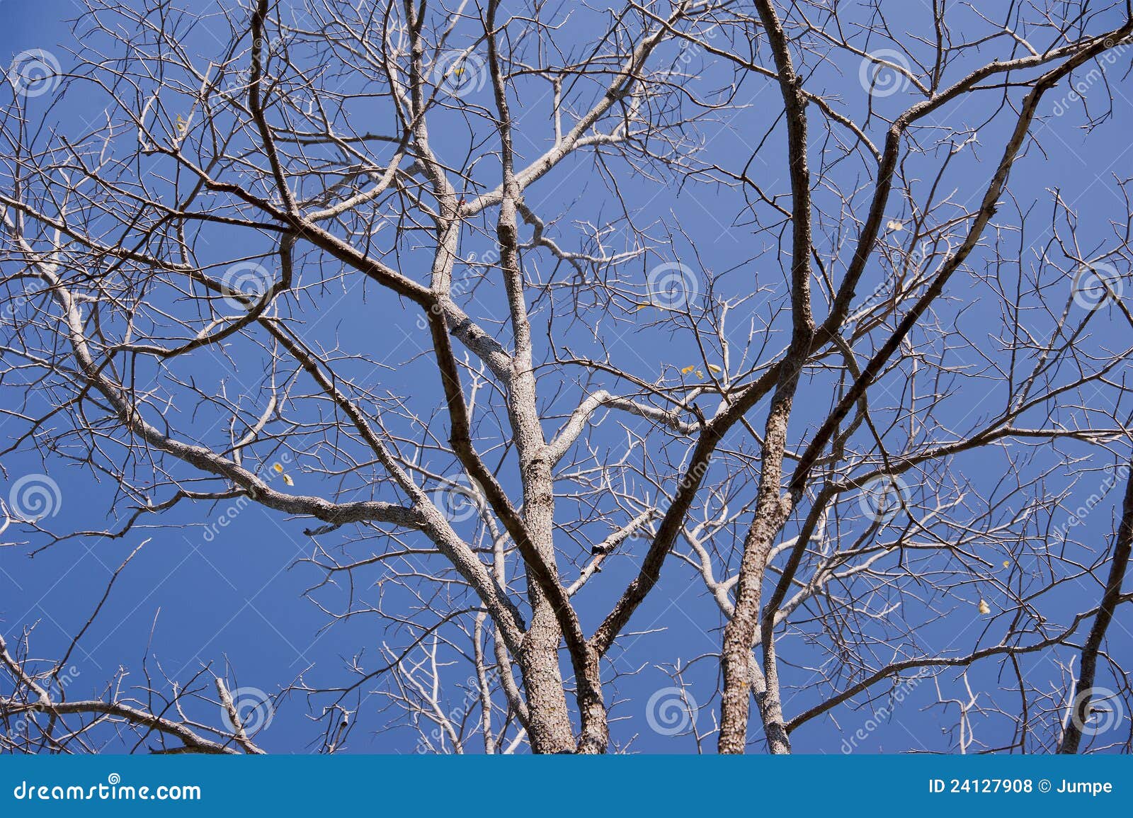 Dry tree stock photo. Image of black, outline, plant - 24127908