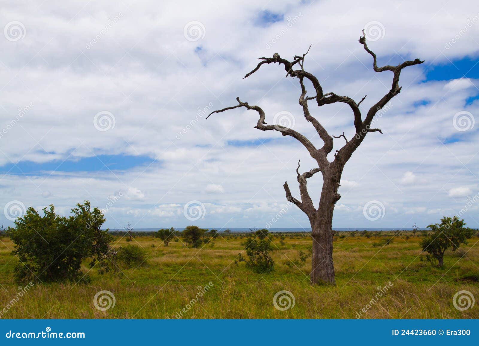 Dry tree stock photo. Image of south, grey, outdoor, branch - 24423660