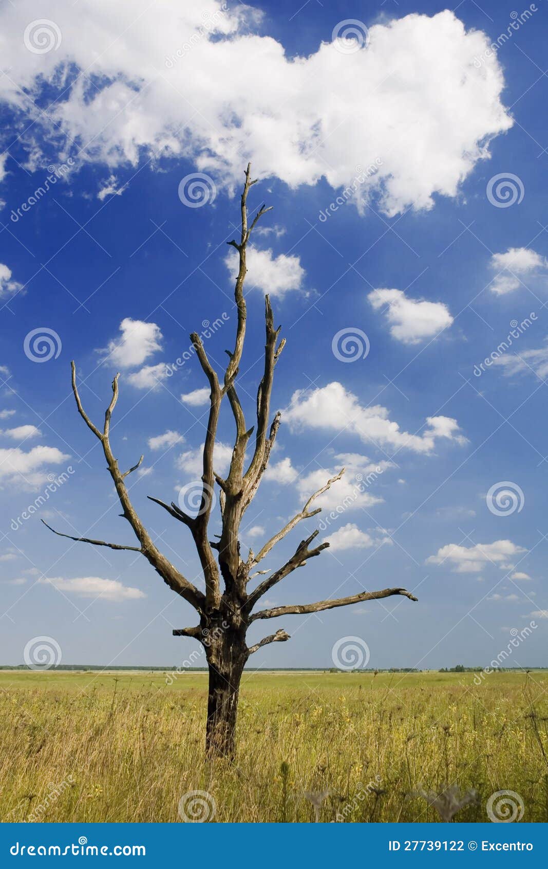 Dry tree stock photo. Image of blue, light, environmental - 27739122