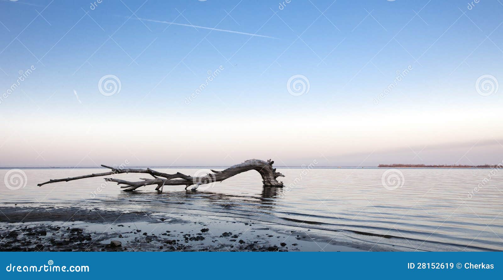 Dry tree stock image. Image of water, curve, river, tree - 28152619