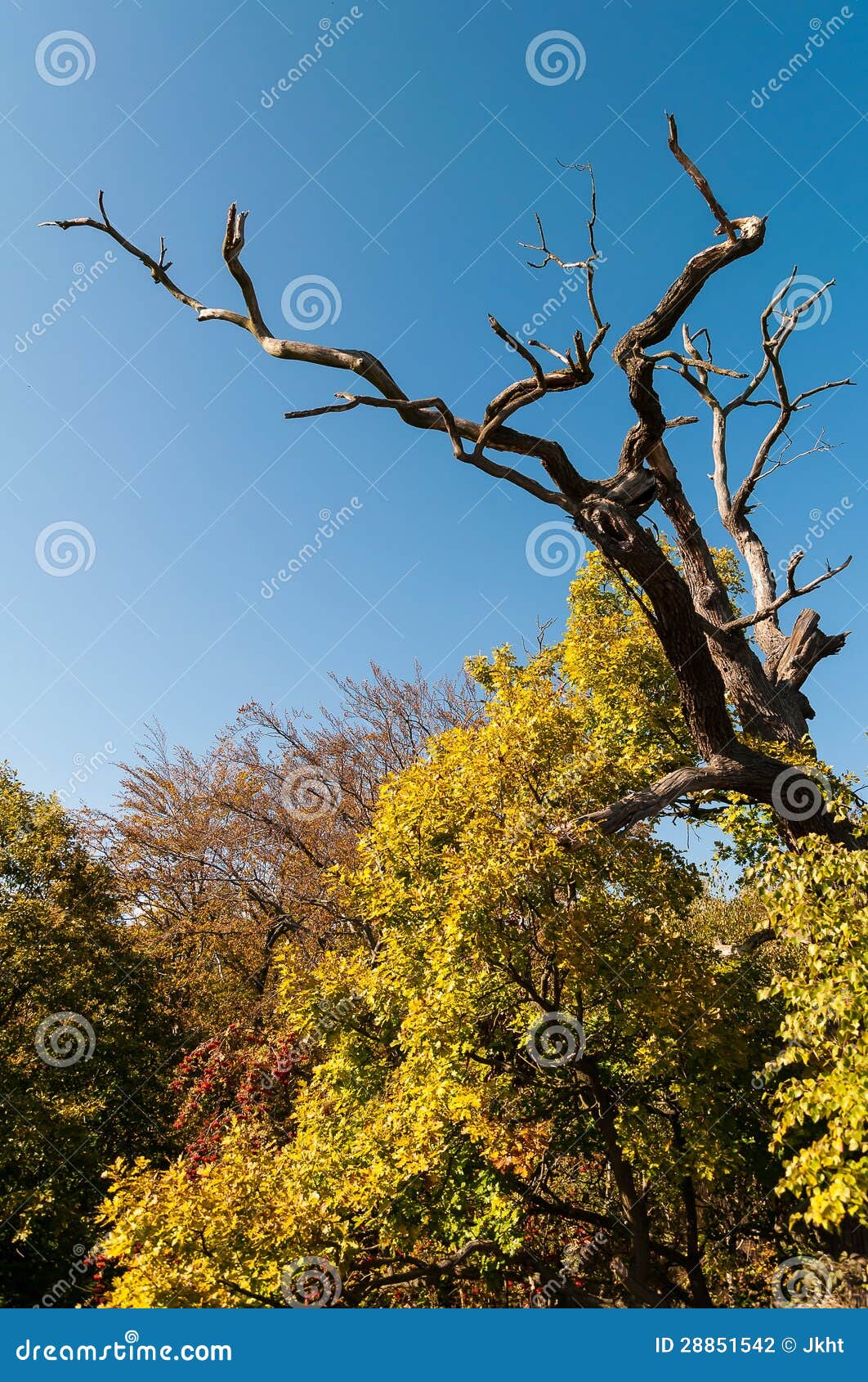 Dry tree stock photo. Image of branches, green, exploration - 28851542
