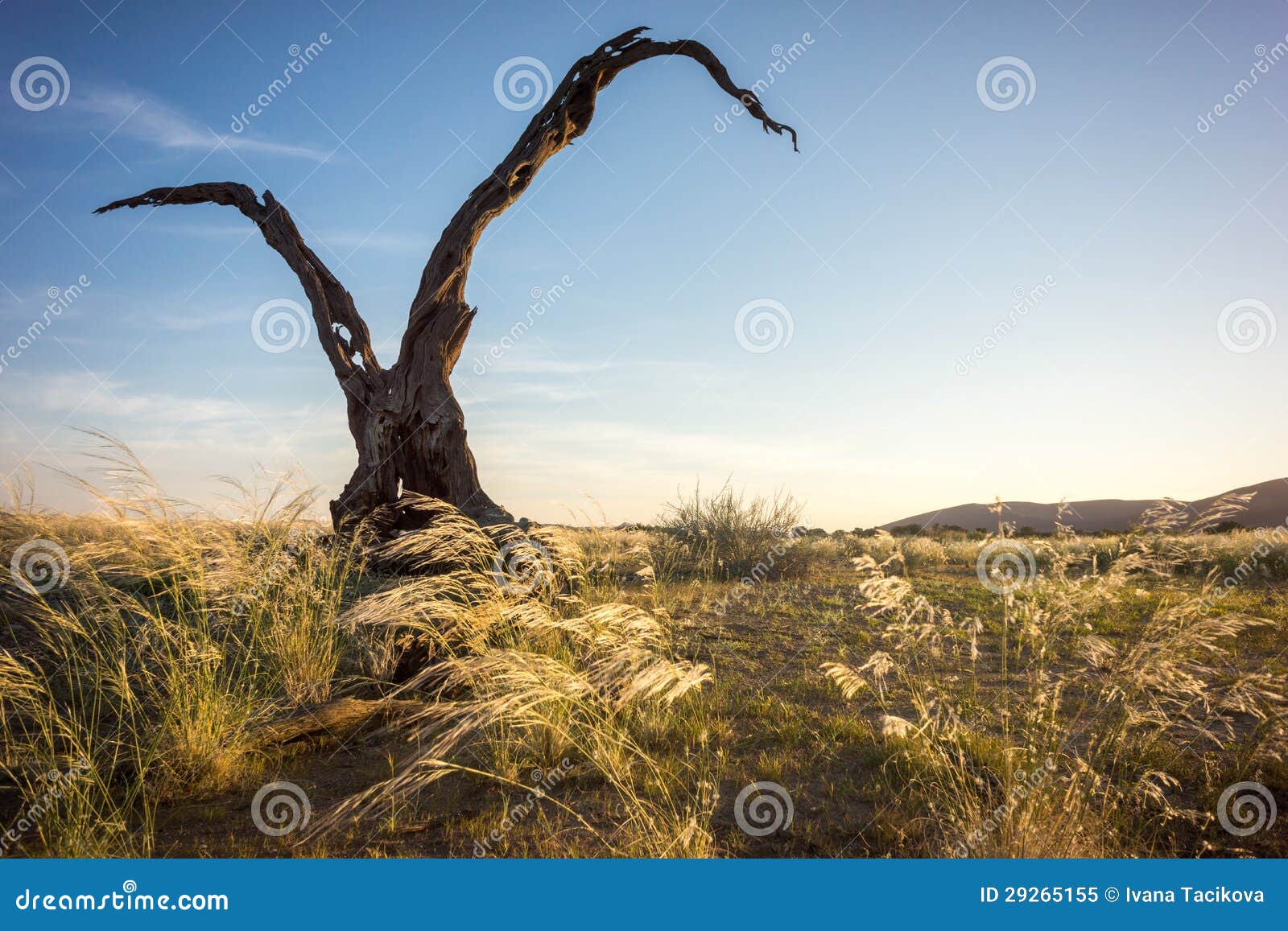 Dry tree stock image. Image of sunset, desert, isolated - 29265155