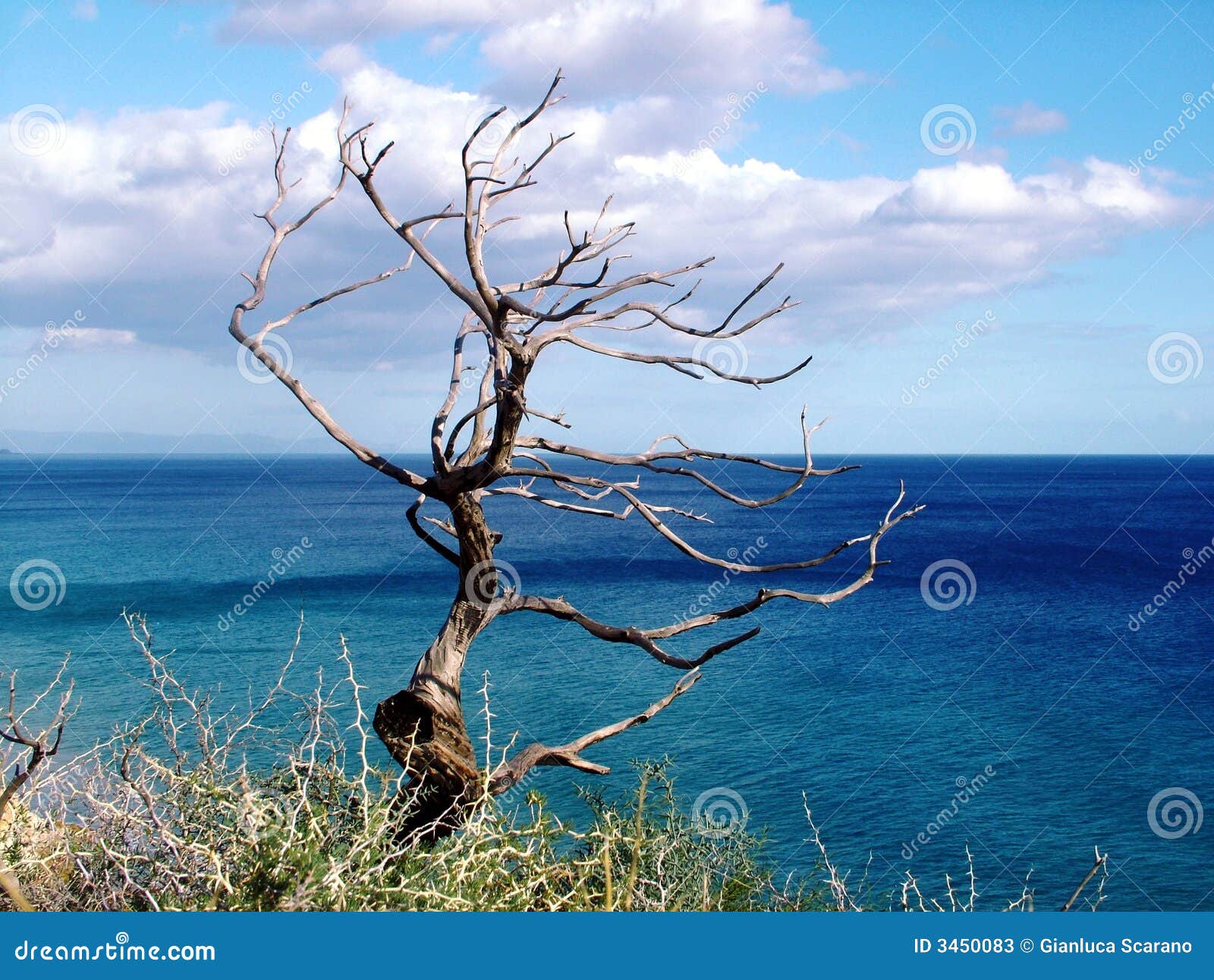 Dry tree stock image. Image of mediterranean, amazing - 3450083