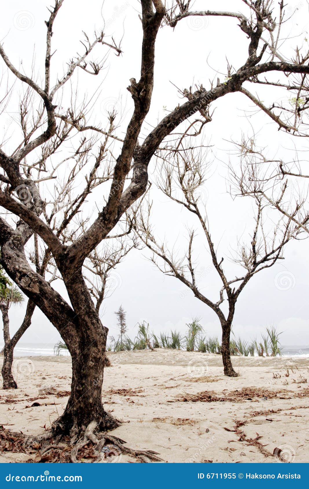 Dry tree stock image. Image of shore, dream, natural, clouds - 6711955