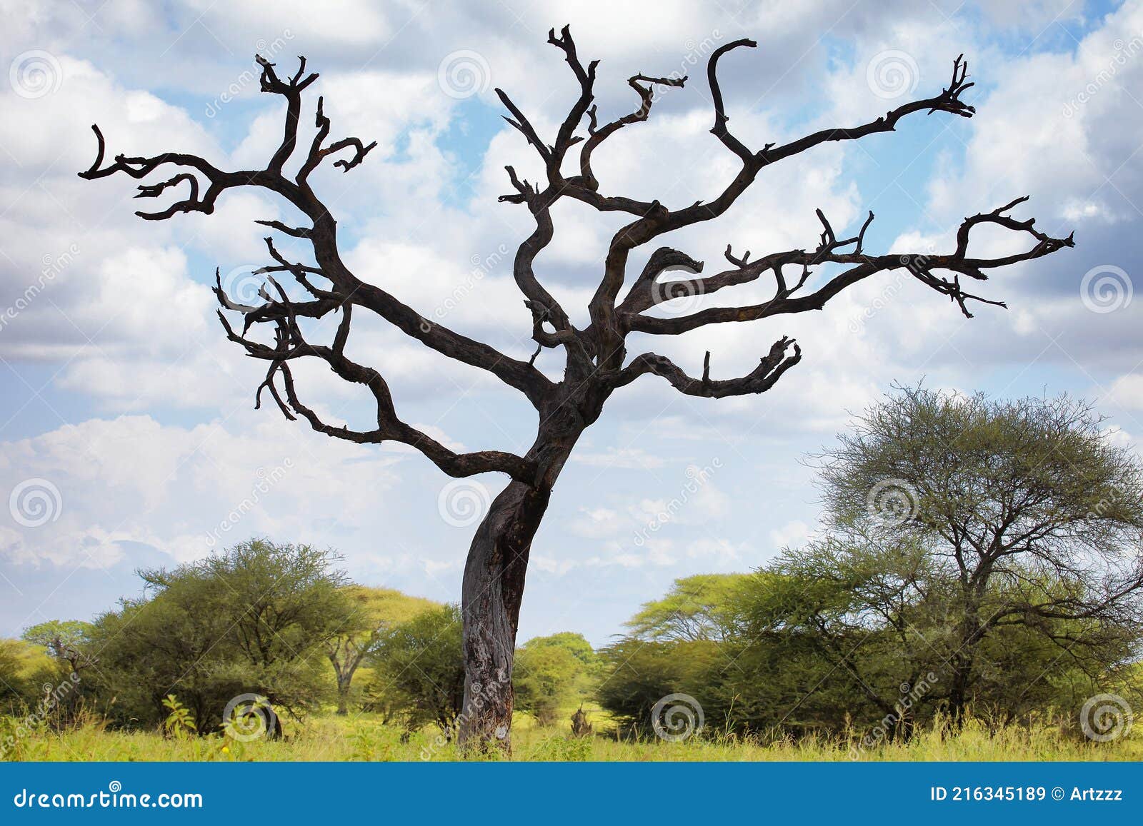 Dry tree stock image. Image of green, park, reserve - 216345189