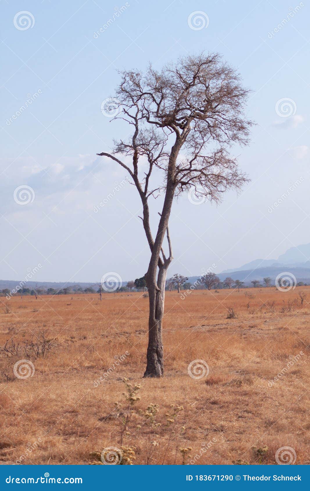 Dry tree african savannah stock photo. Image of east - 183671290