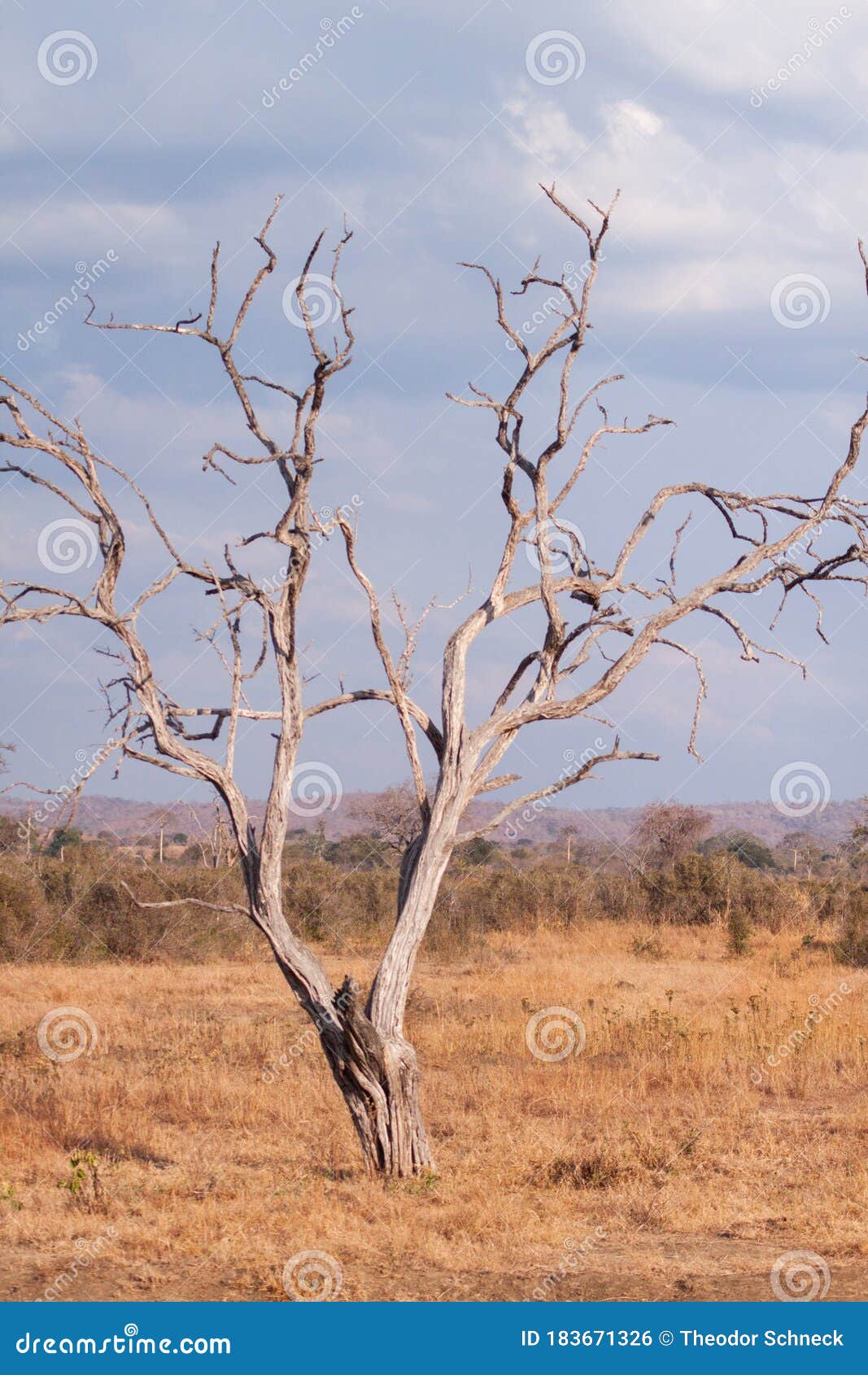Dry tree african savannah stock photo. Image of safari - 183671326