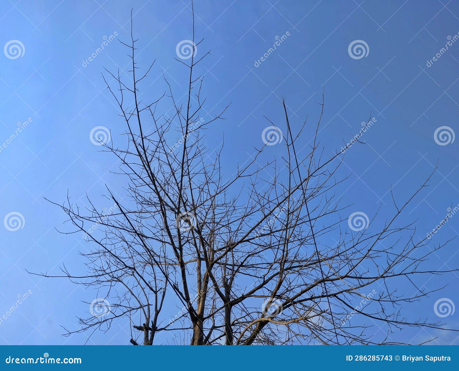 Dry Tree Against Natural Blue Sky Background. Wallpaper Background ...