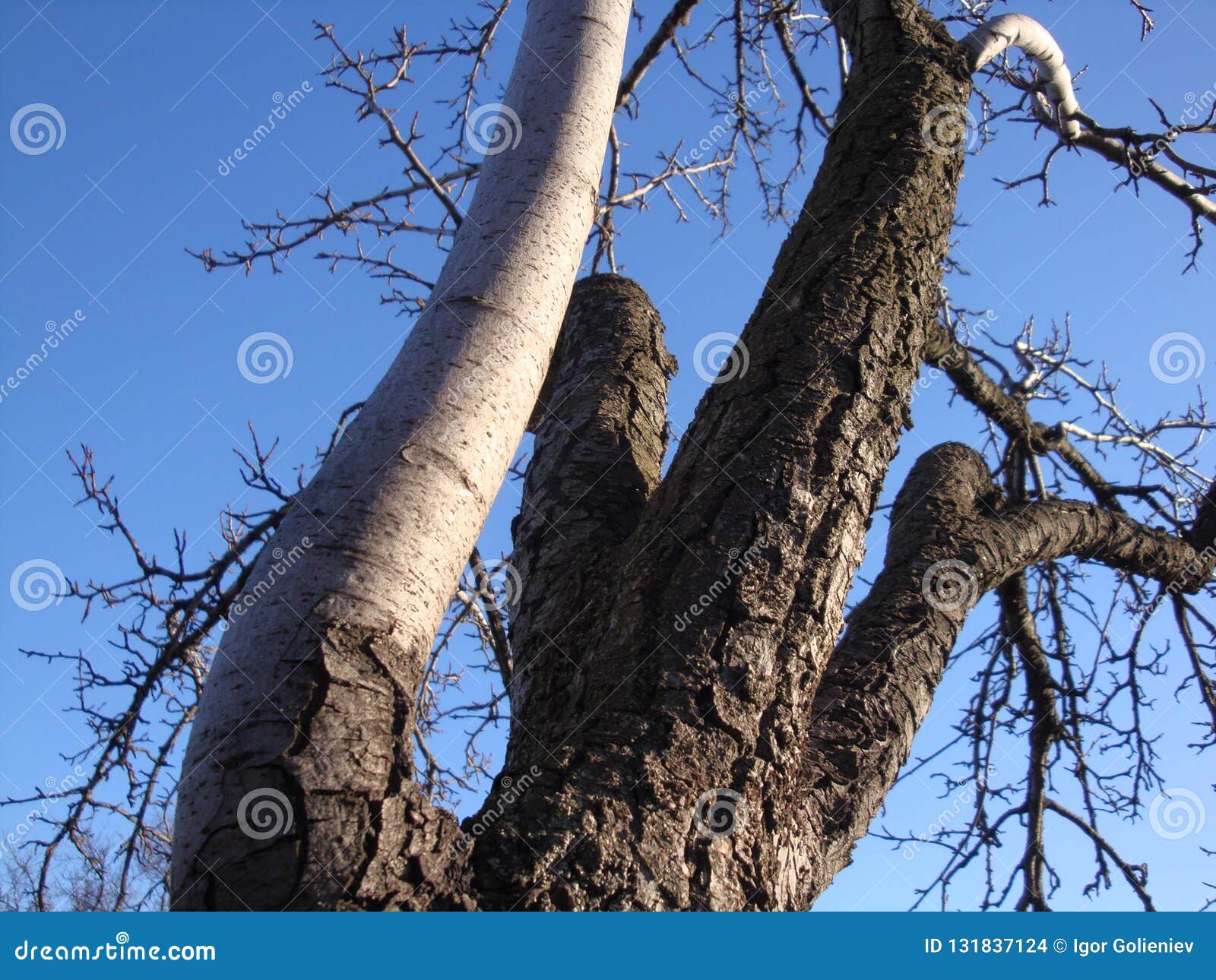 Dry Tree in the Background Blue Sky Stock Photo - Image of alone, dead ...