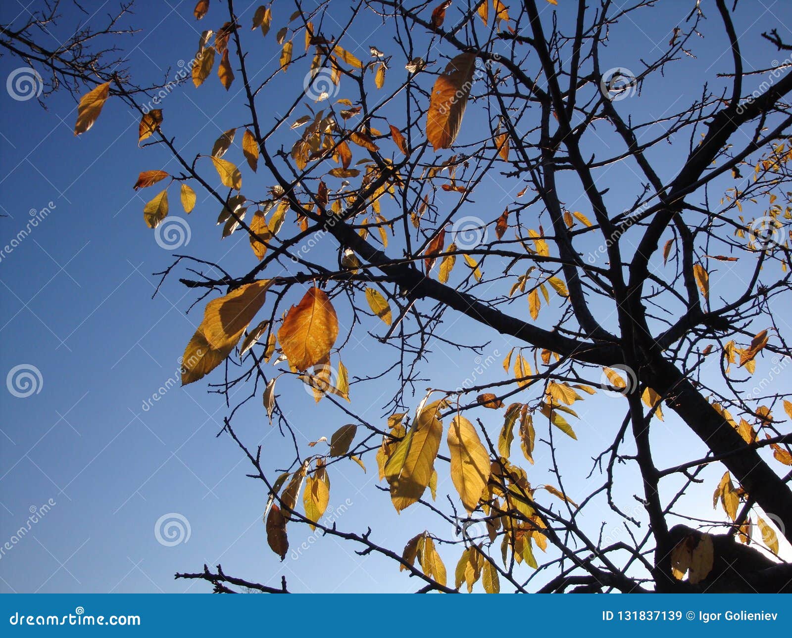 Dry Tree in the Background Blue Sky Stock Image - Image of green, copy ...