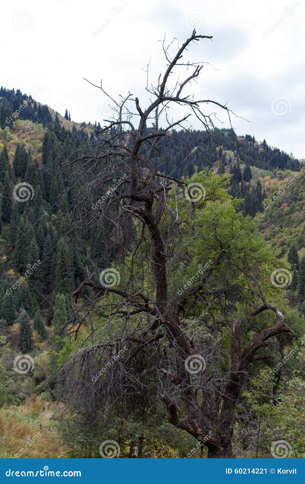 Dry tree stock image. Image of scene, mountains, wildlife - 60214221
