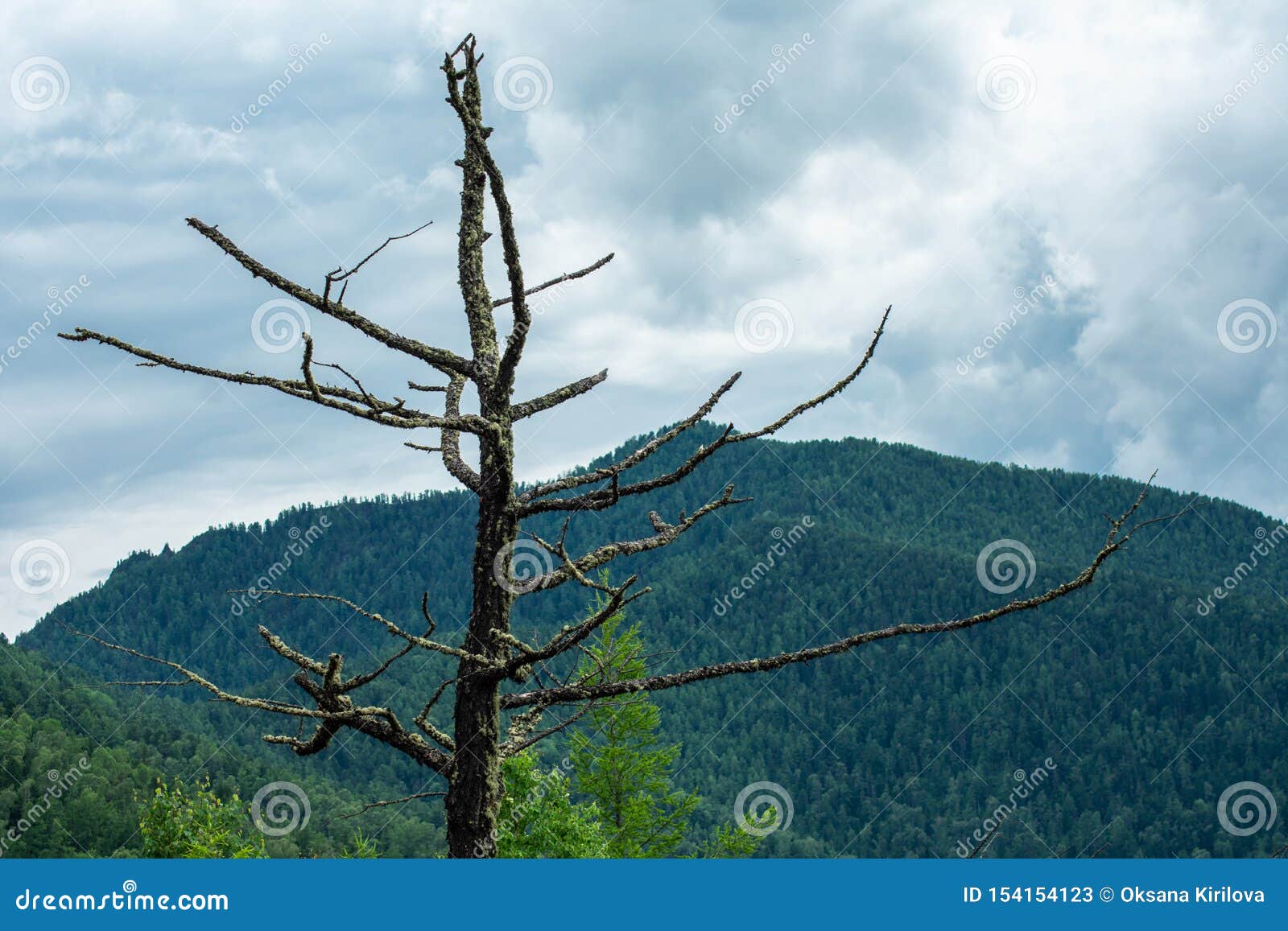 Dry Tree on a Background of Mountains Stock Image - Image of hill ...