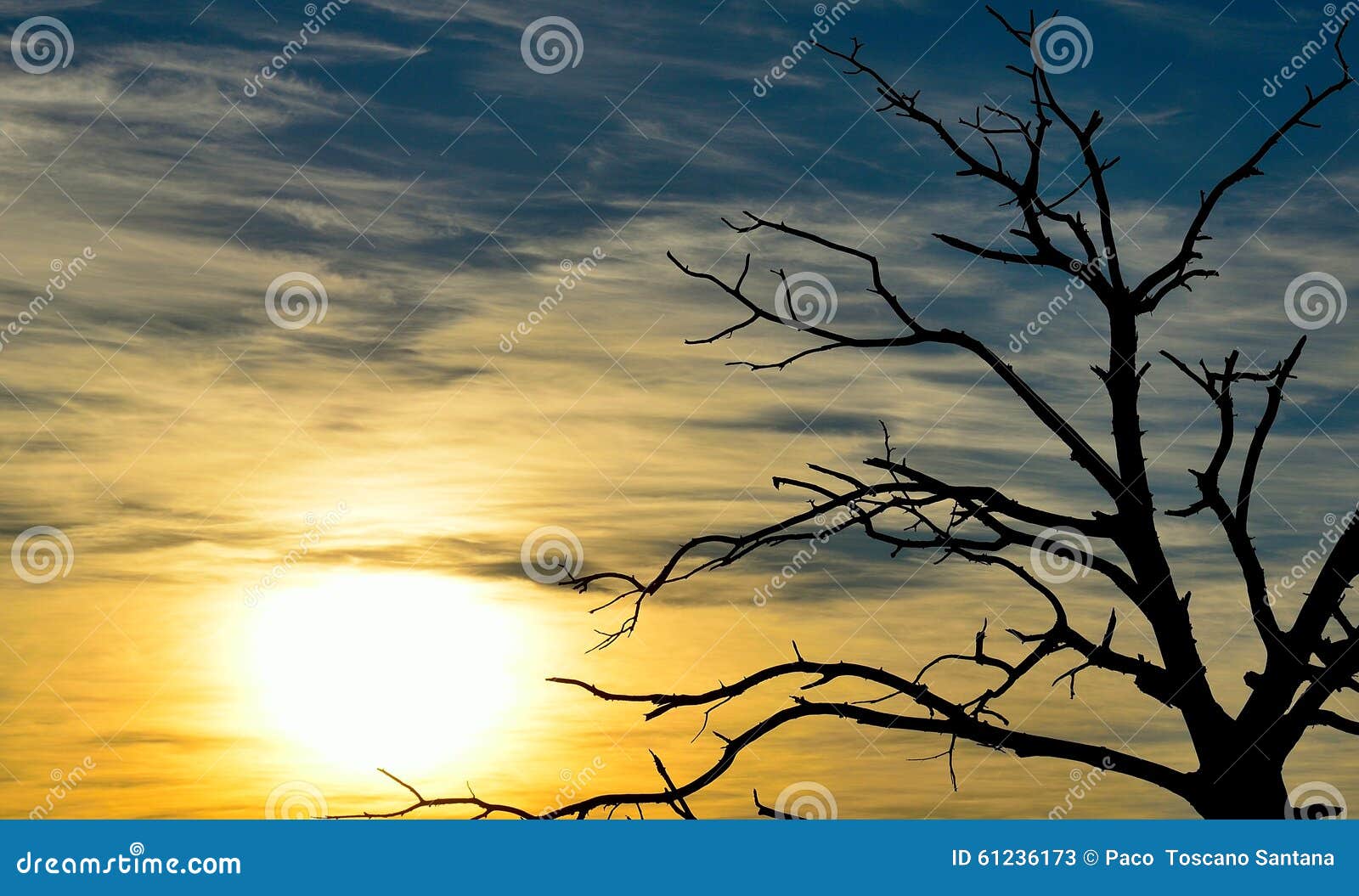 Dry Tree Backlit at Sunrise Stock Image - Image of digital, colorful ...