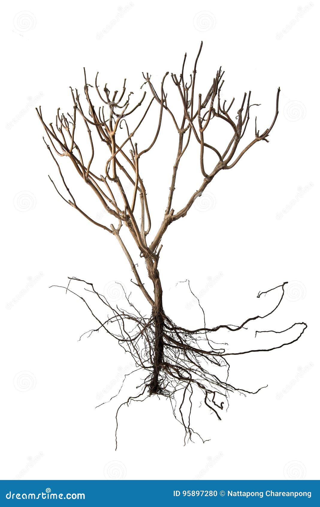 Dry Tree and Bare Root Isolated on White Background for Ecology Stock ...