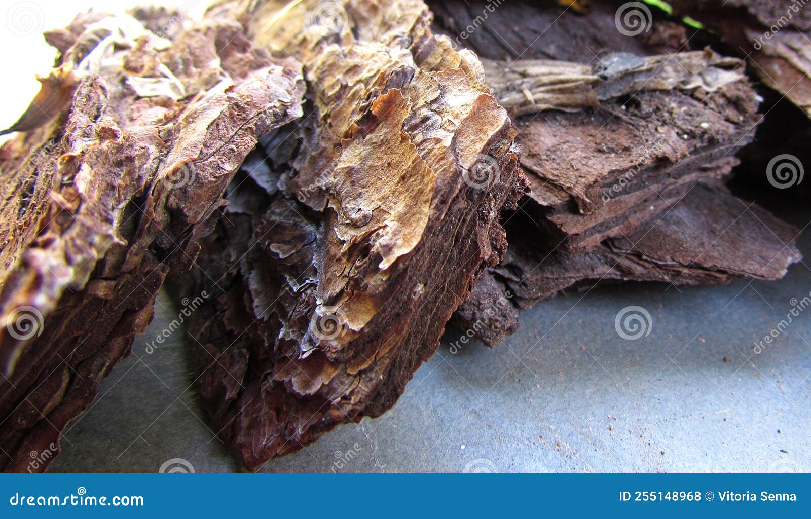 Dry tree bark stock photo. Image of iron, plant, leaf - 255148968