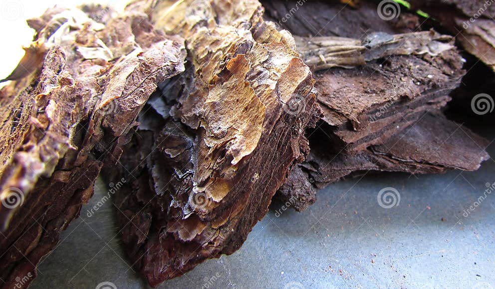 Dry tree bark stock photo. Image of iron, plant, leaf - 255148968