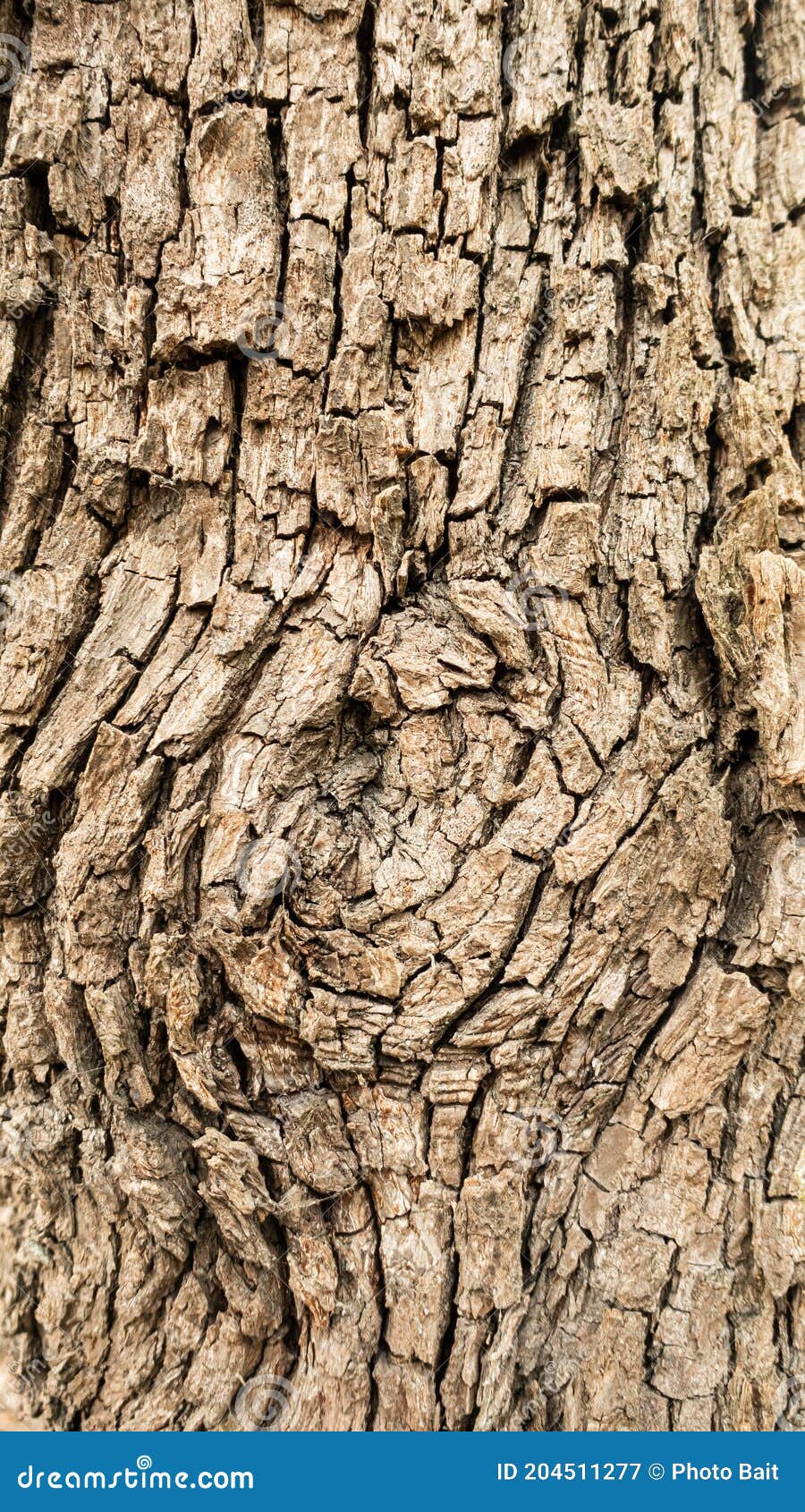 Dry Tree Bark Close Up Vertically. Stock Image - Image of nature, rough ...