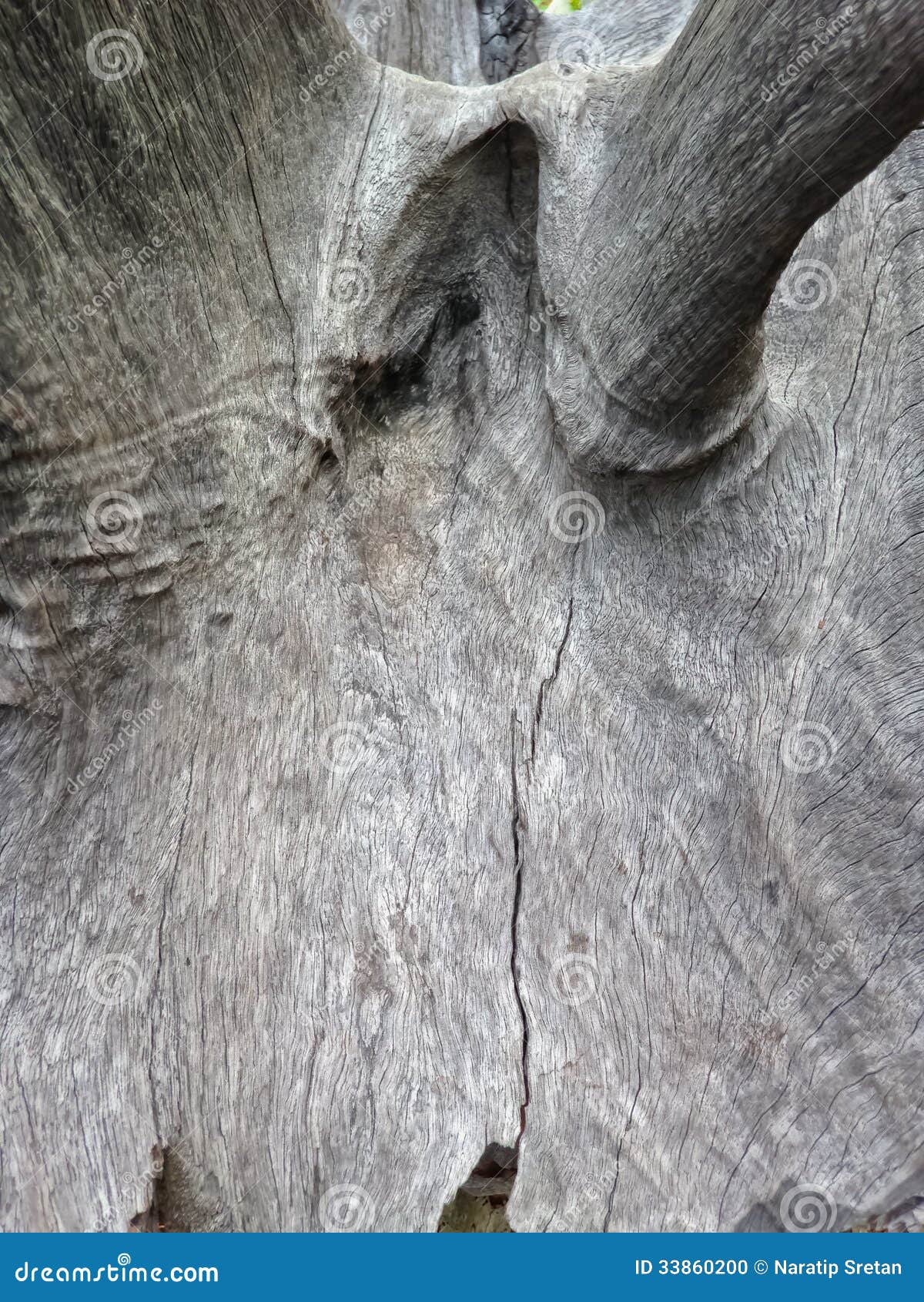 Dry tree bark stock photo. Image of detail, nature, bark - 33860200