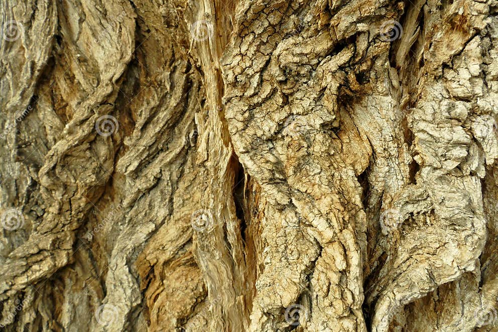 Dry tree bark stock photo. Image of natural, background - 87823324