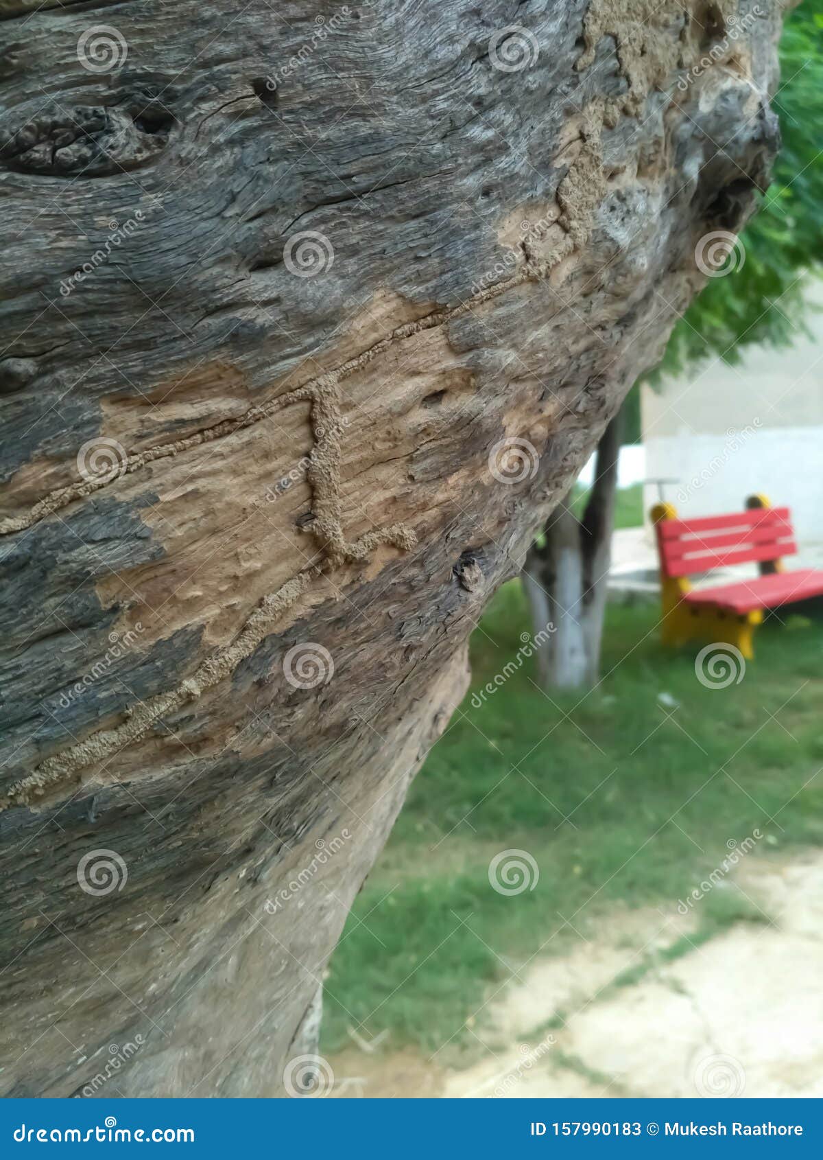 Dry tree bark in ground stock image. Image of outdoor - 157990183